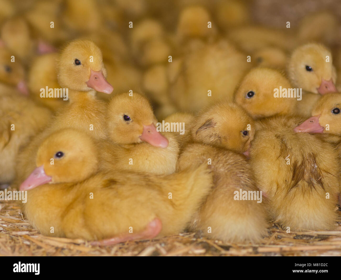 Peking duck chicks 18 Stock Photo - Alamy