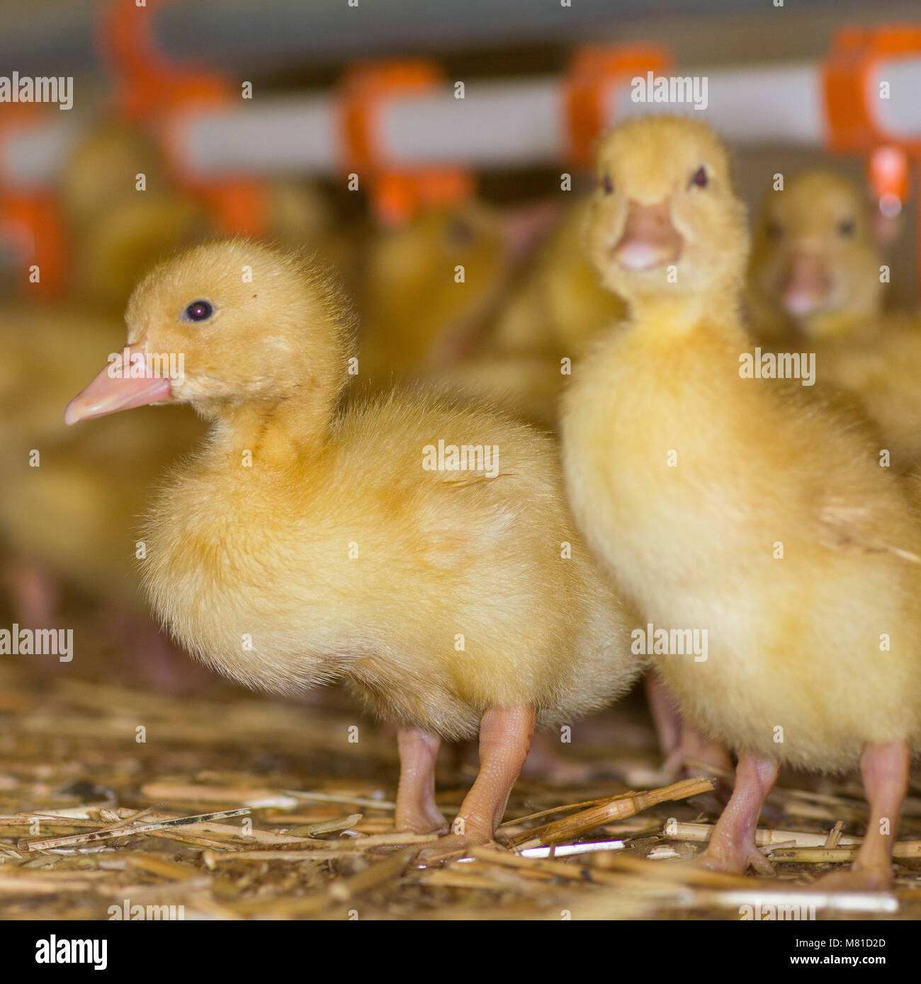Peking duck chicks 19 Stock Photo - Alamy