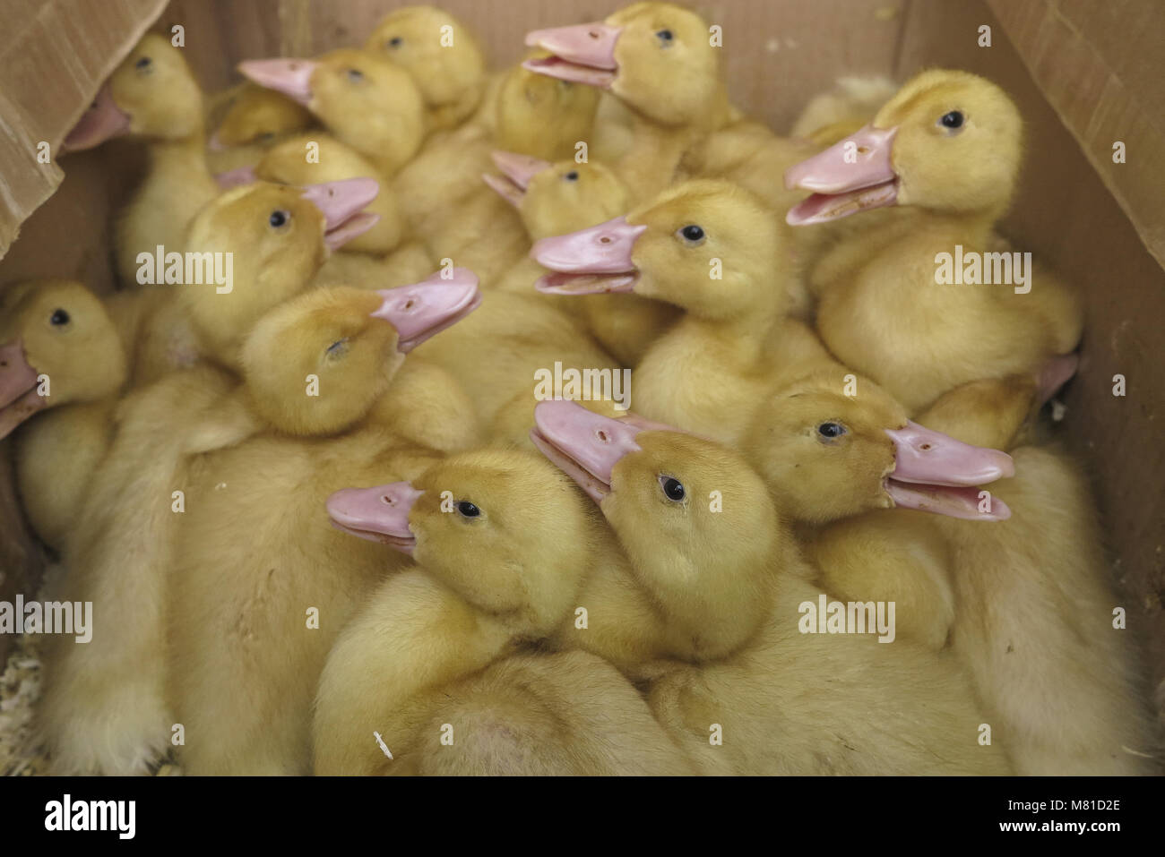 Peking duck chicks 2 Stock Photo - Alamy