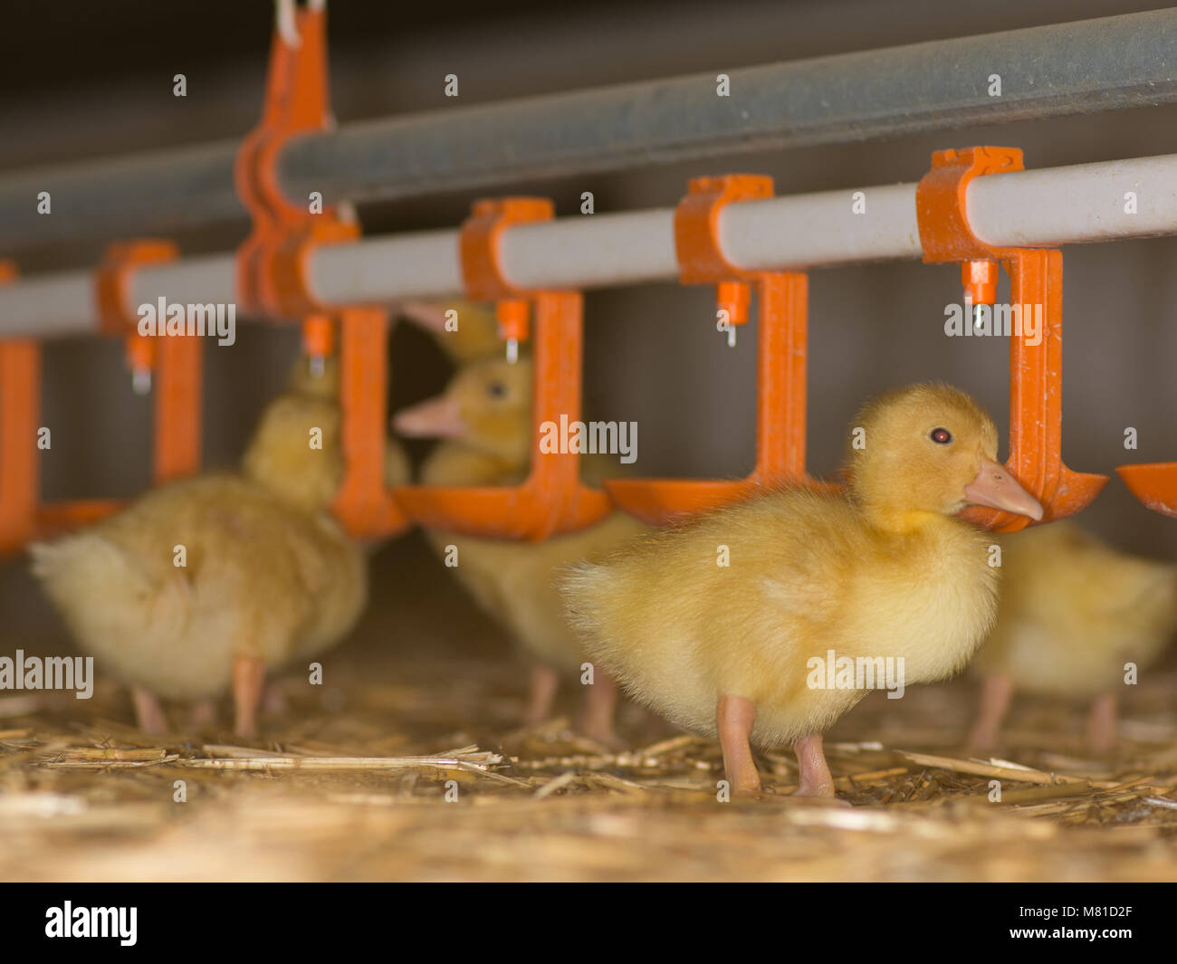 Peking duck chicks 20 Stock Photo - Alamy