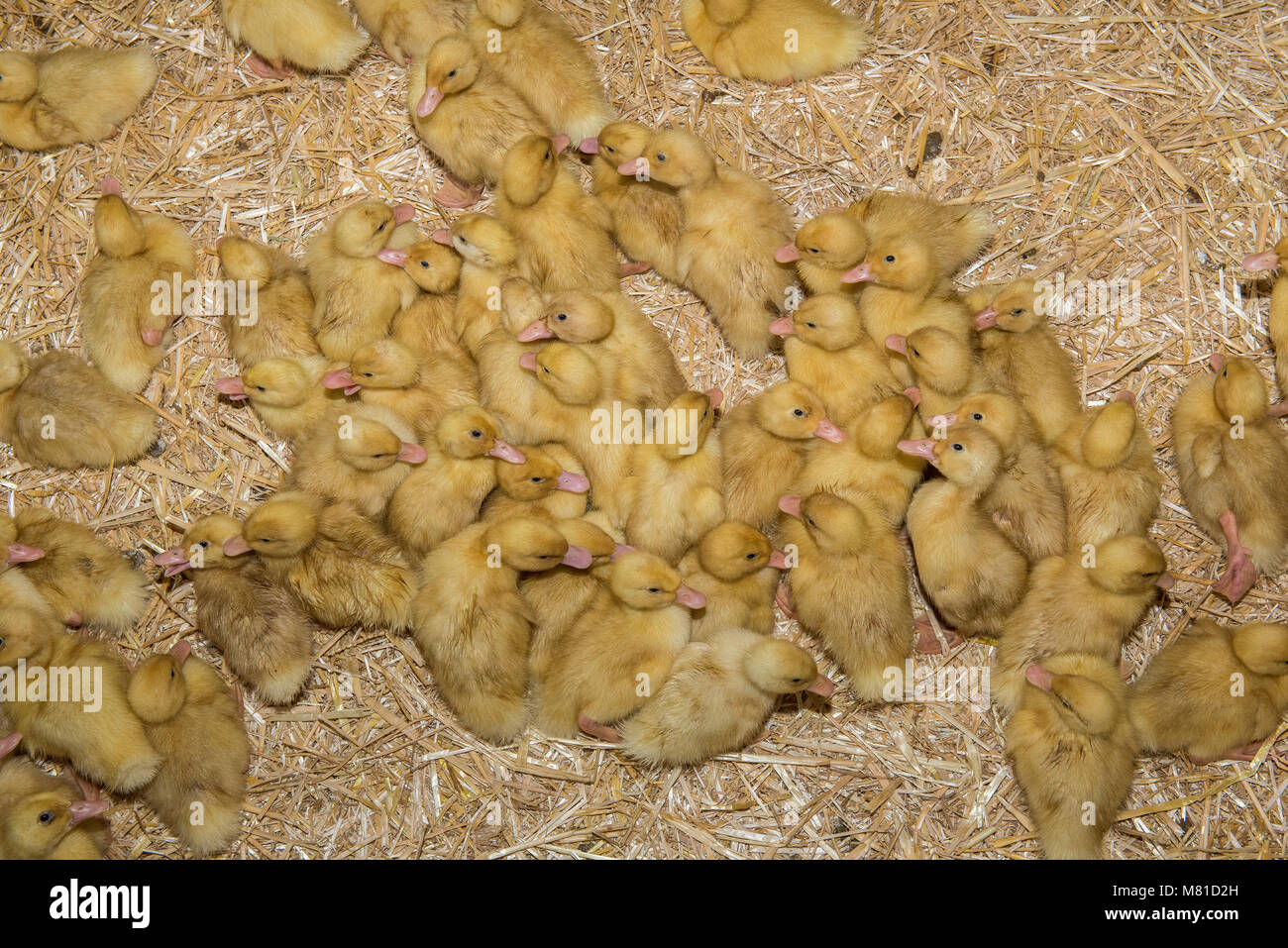 Peking duck chicks 22 Stock Photo - Alamy