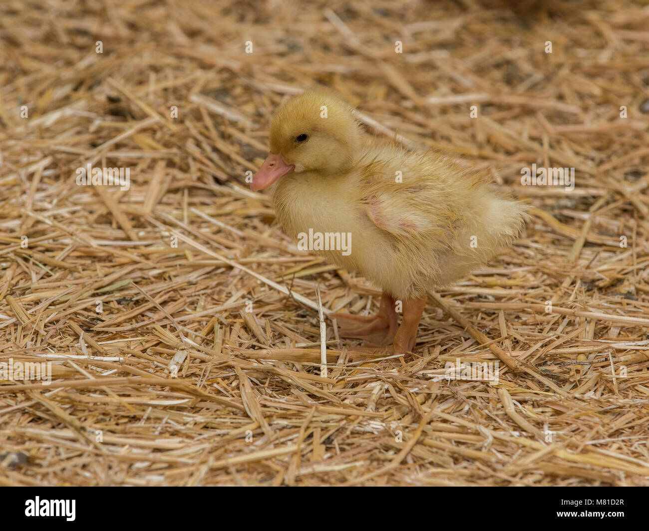 Peking duck chicks 23 Stock Photo - Alamy