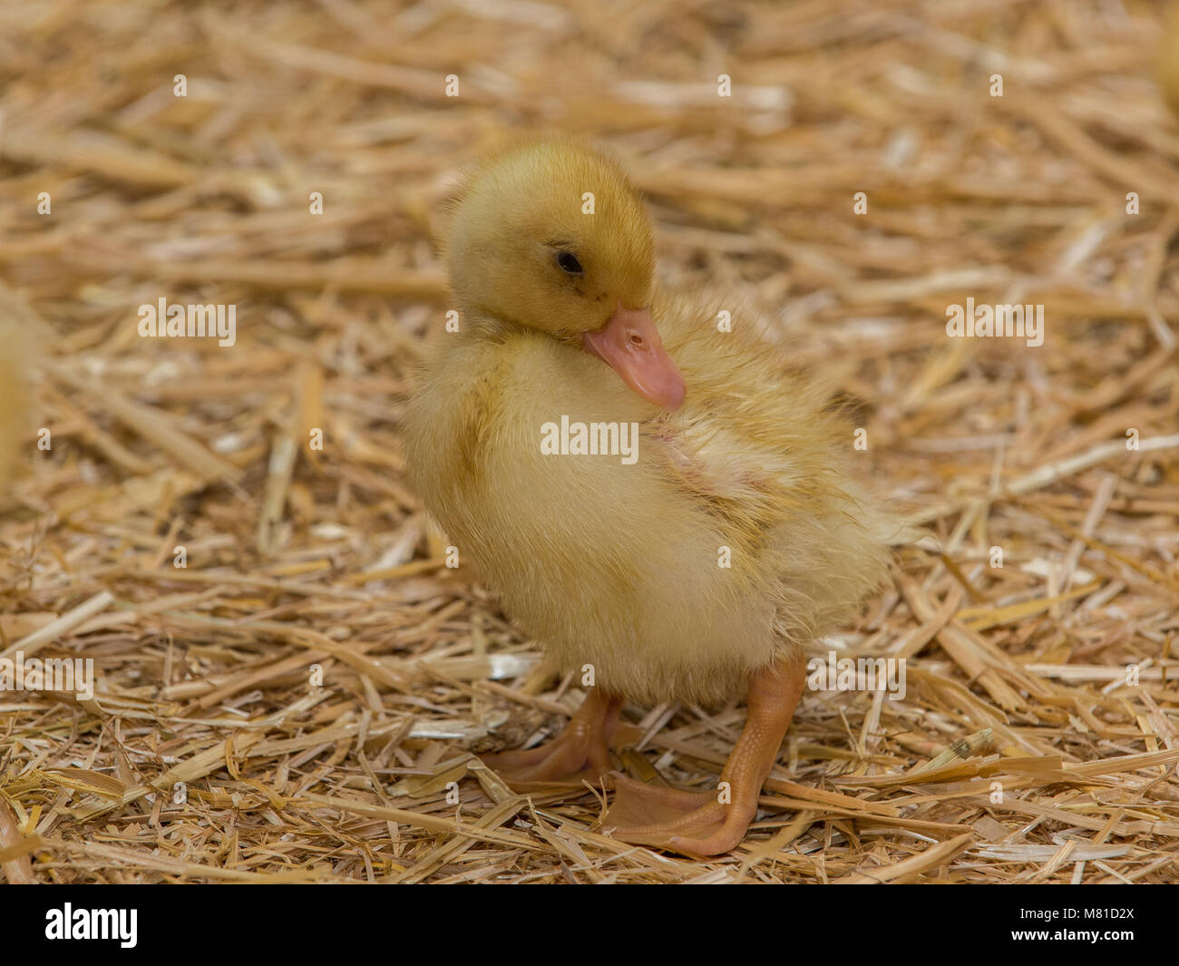 Peking duck chicks 26 Stock Photo - Alamy