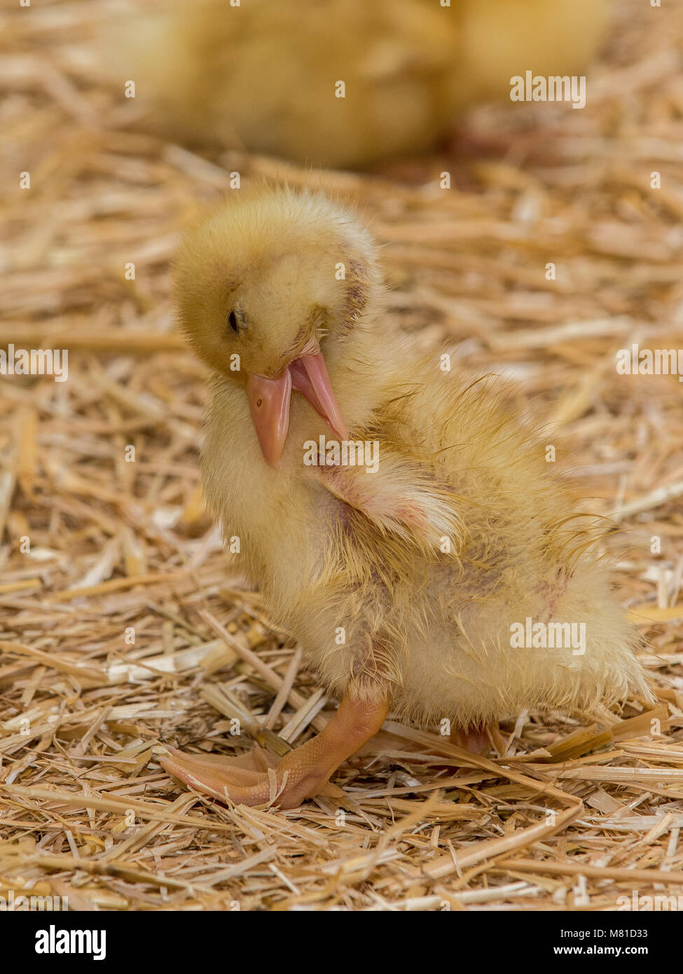 Peking duck chicks 28 Stock Photo - Alamy