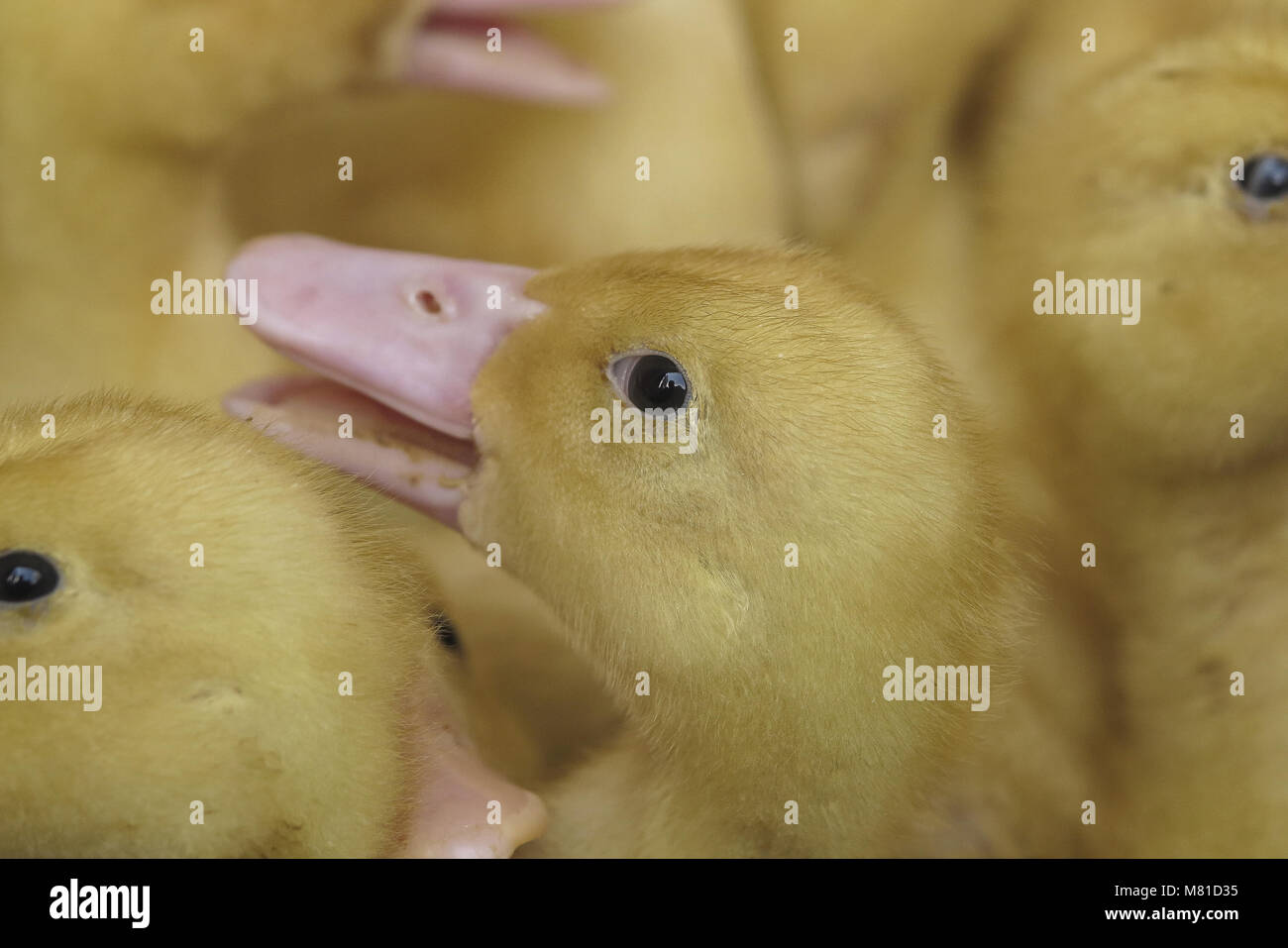 Peking duck chicks 3 Stock Photo - Alamy