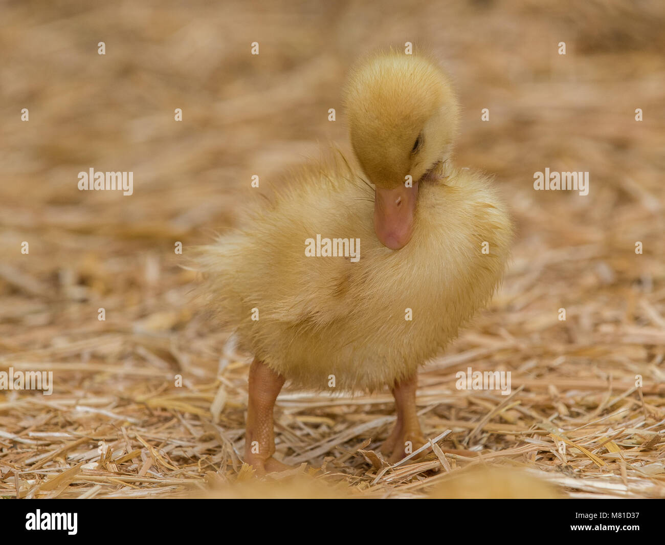 Peking duck chicks 31 Stock Photo - Alamy