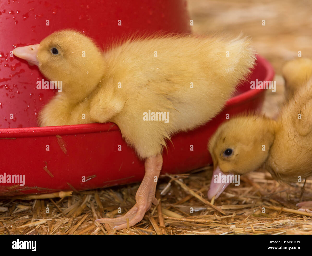 Peking duck chicks 32 Stock Photo - Alamy
