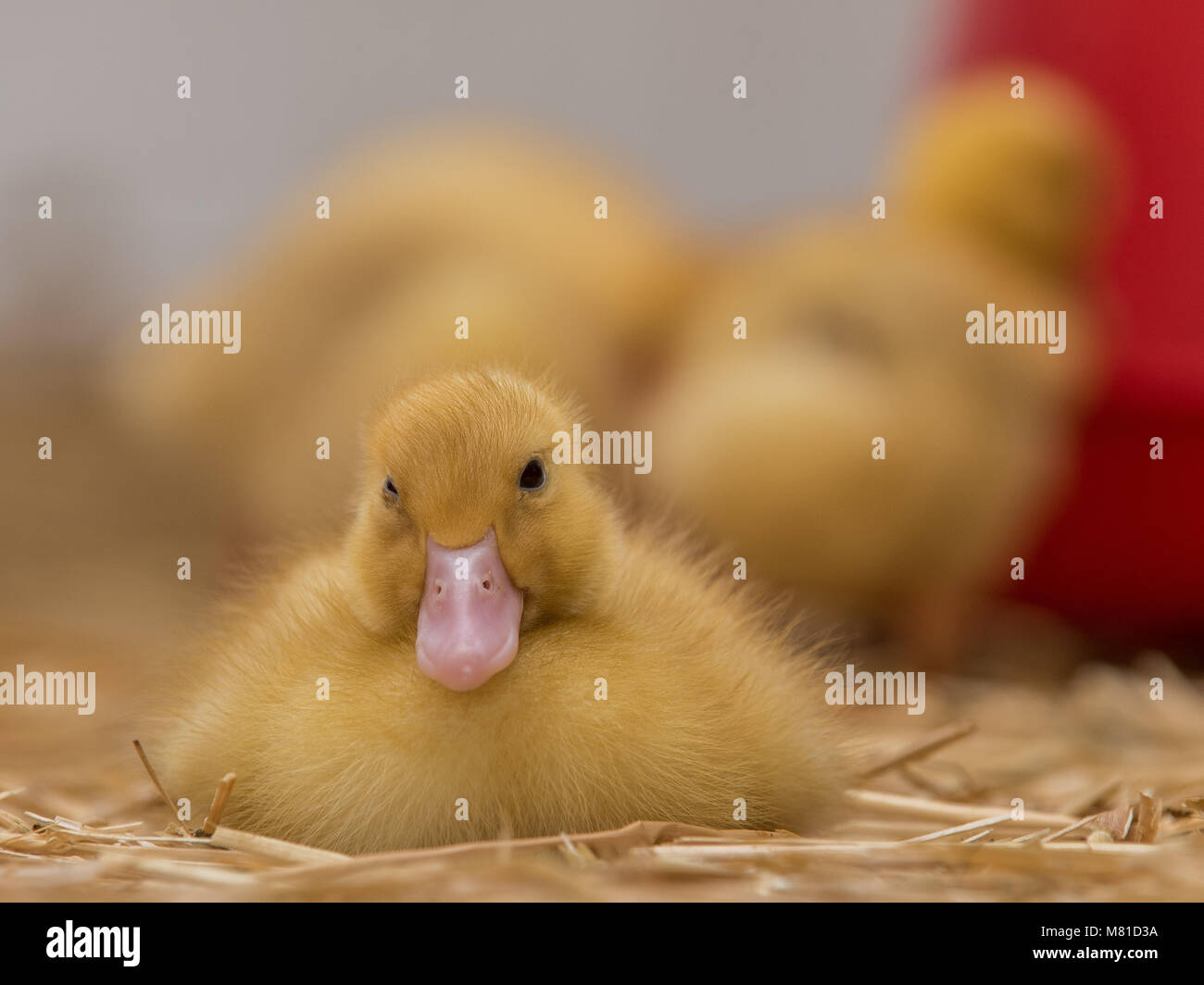 Peking duck chicks 33 Stock Photo - Alamy