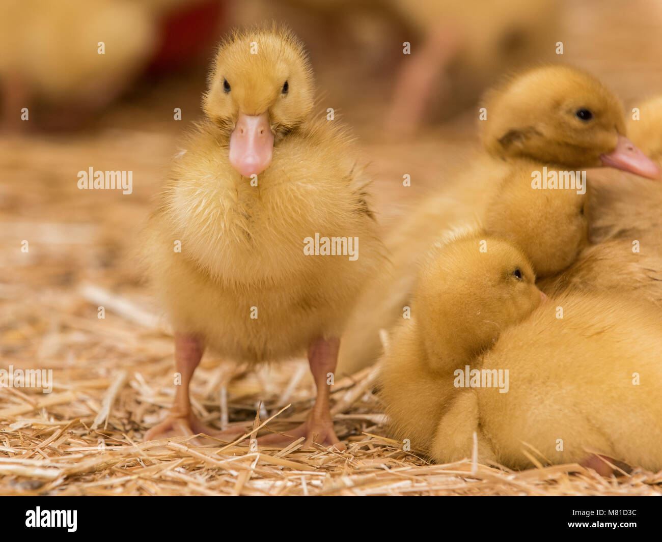 Peking duck chicks 35 Stock Photo - Alamy