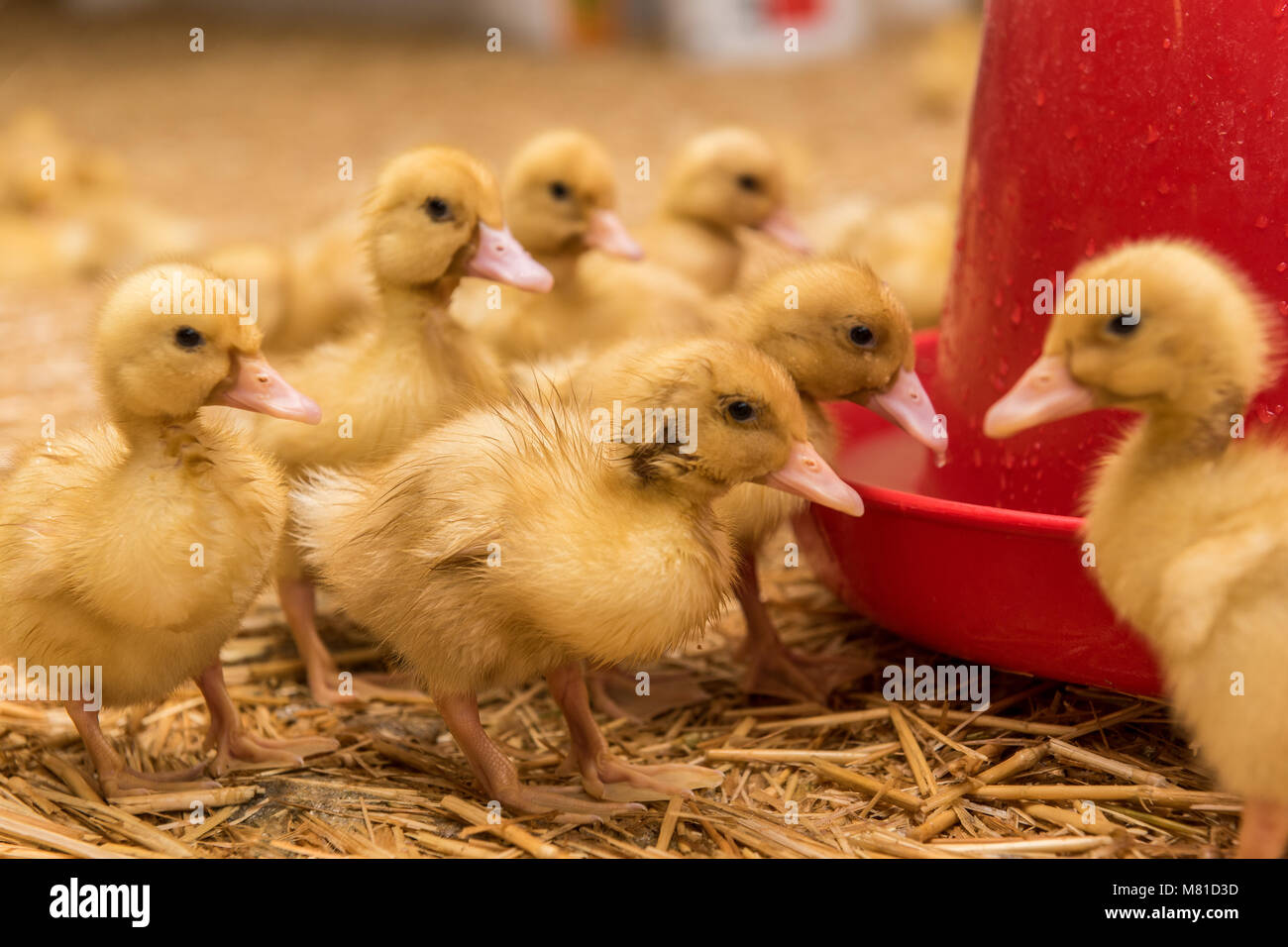 Peking duck chicks 36 Stock Photo - Alamy