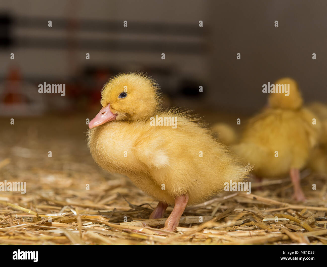 Peking duck chicks 37 Stock Photo - Alamy