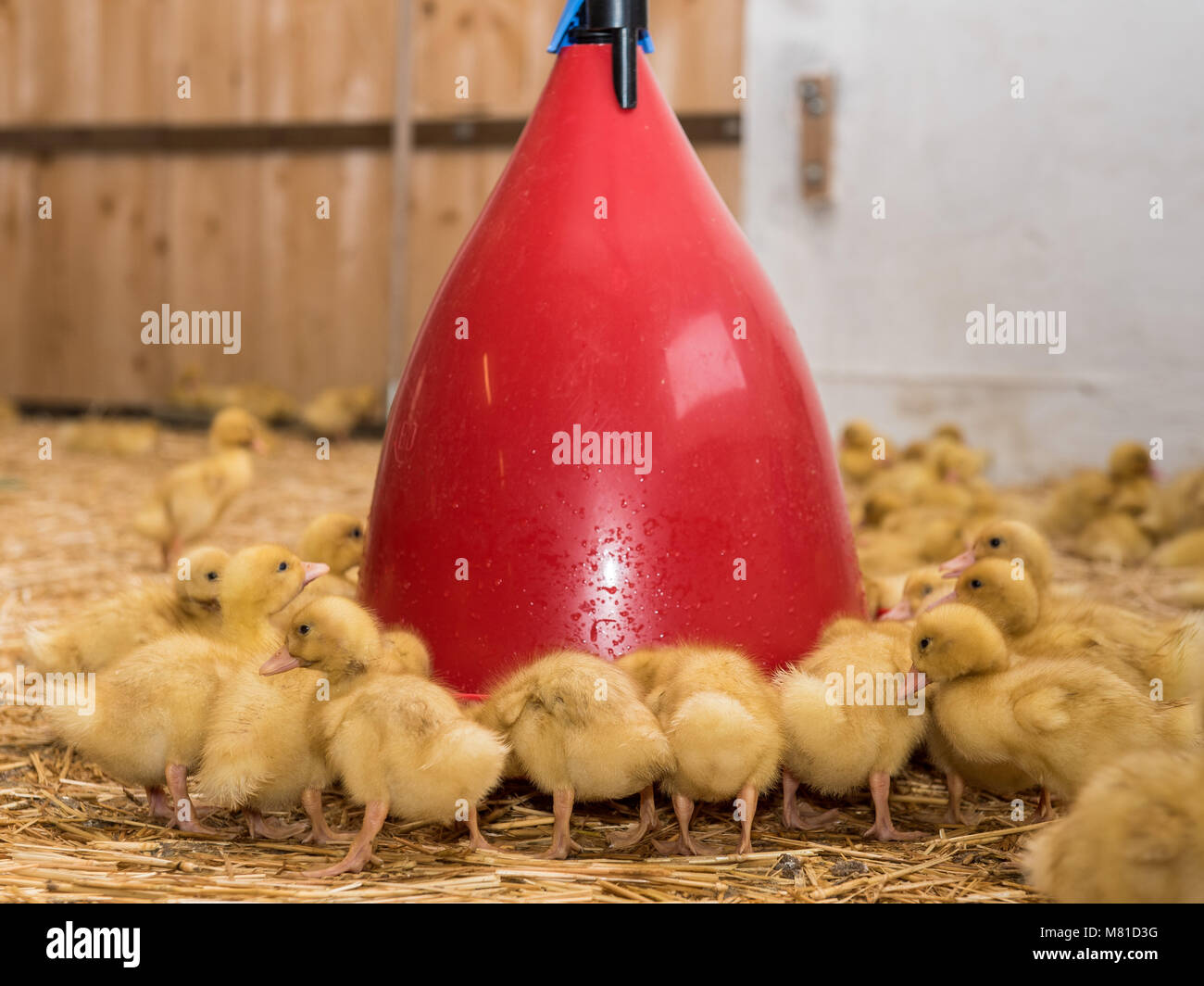 Peking duck chicks 38 Stock Photo - Alamy