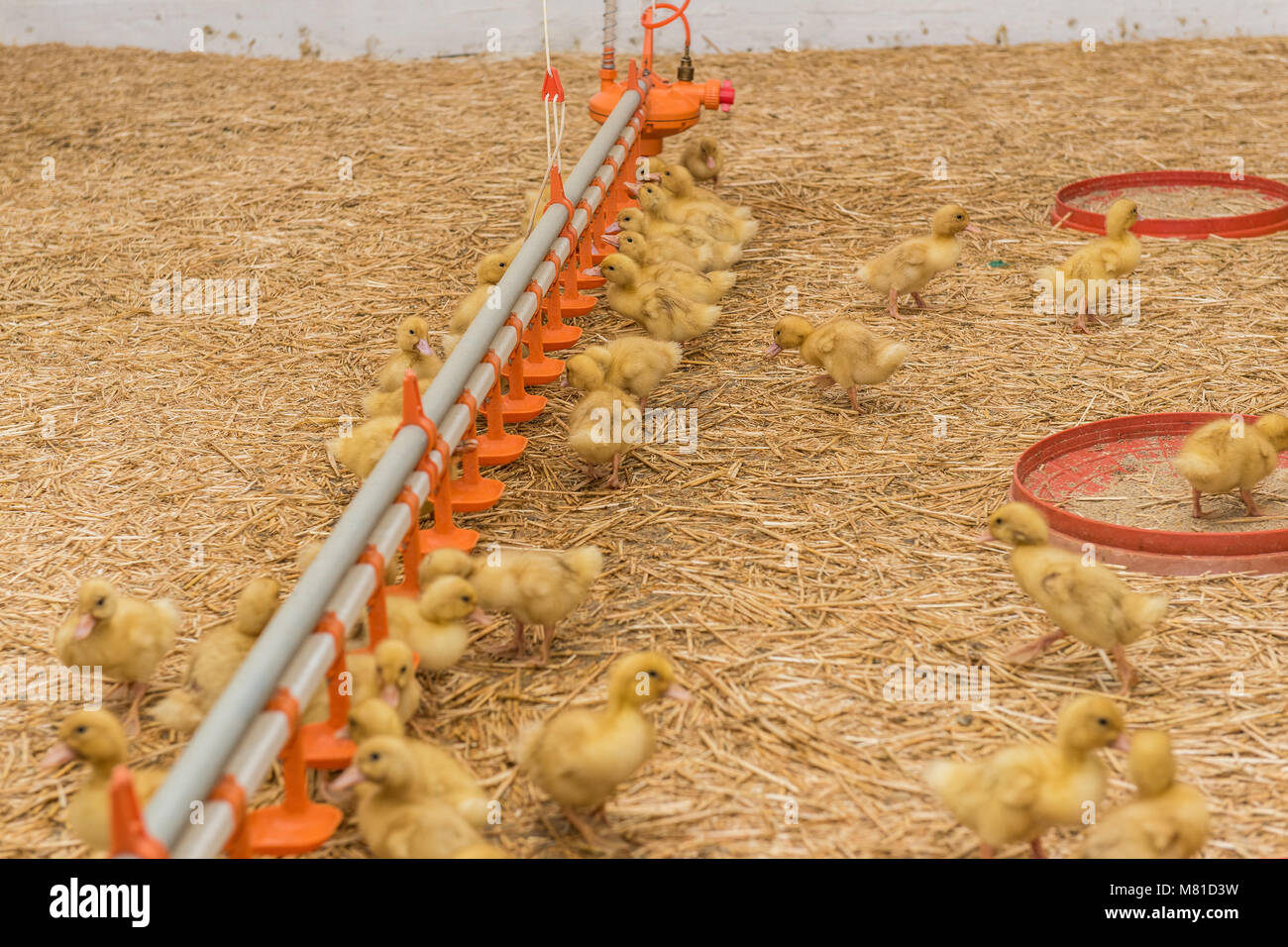 Peking duck chicks 40 Stock Photo - Alamy