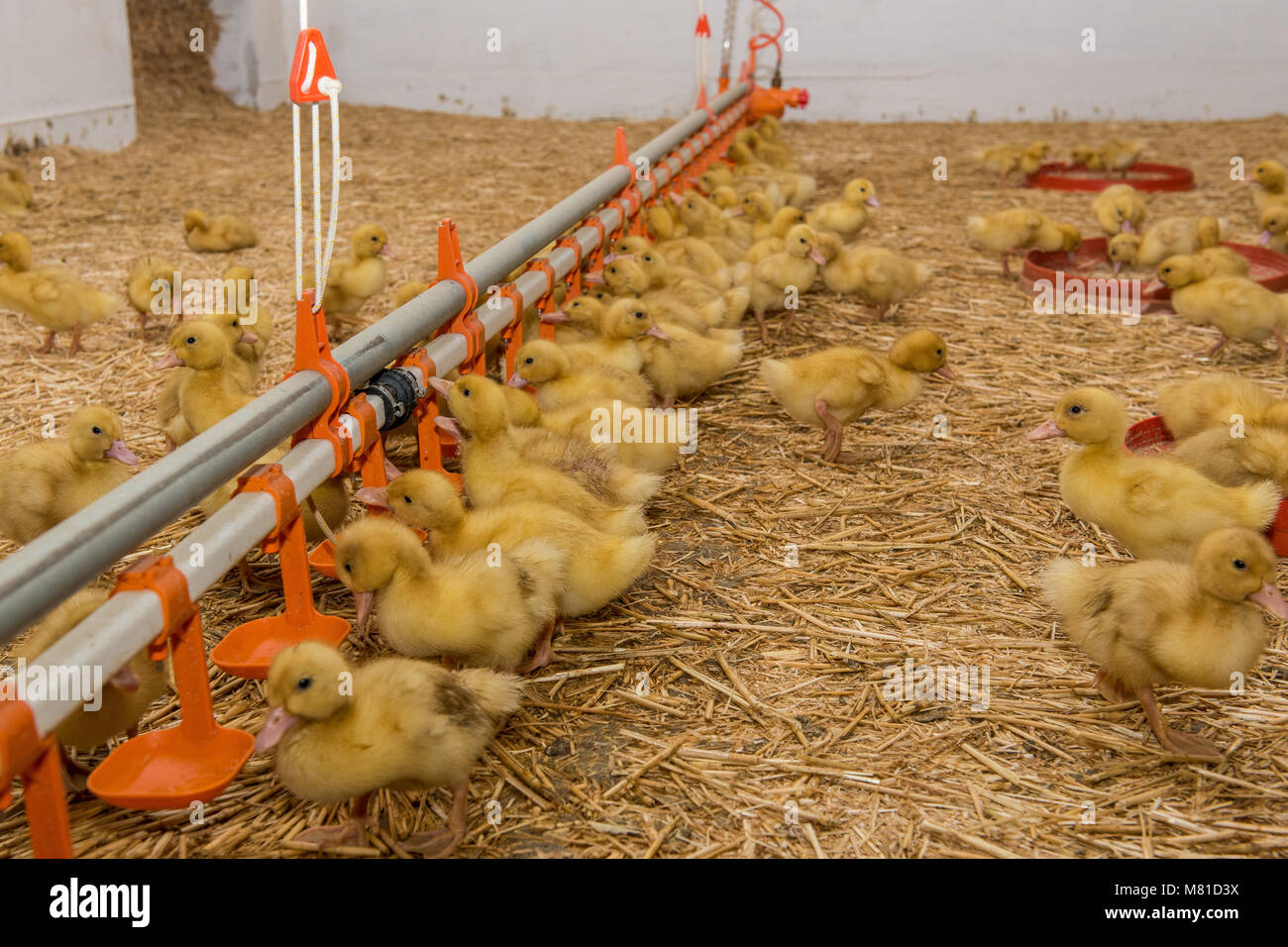 Peking duck chicks 41 Stock Photo - Alamy