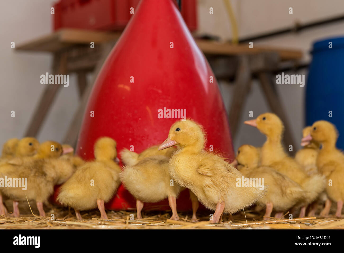 Peking duck chicks 43 Stock Photo - Alamy