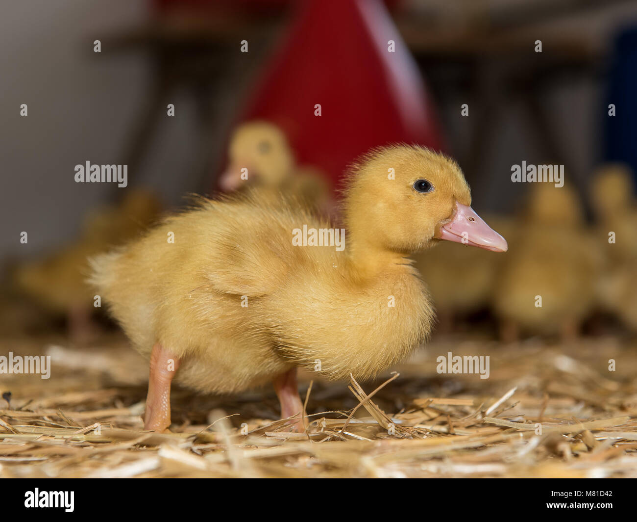 Peking duck chicks 45 Stock Photo - Alamy