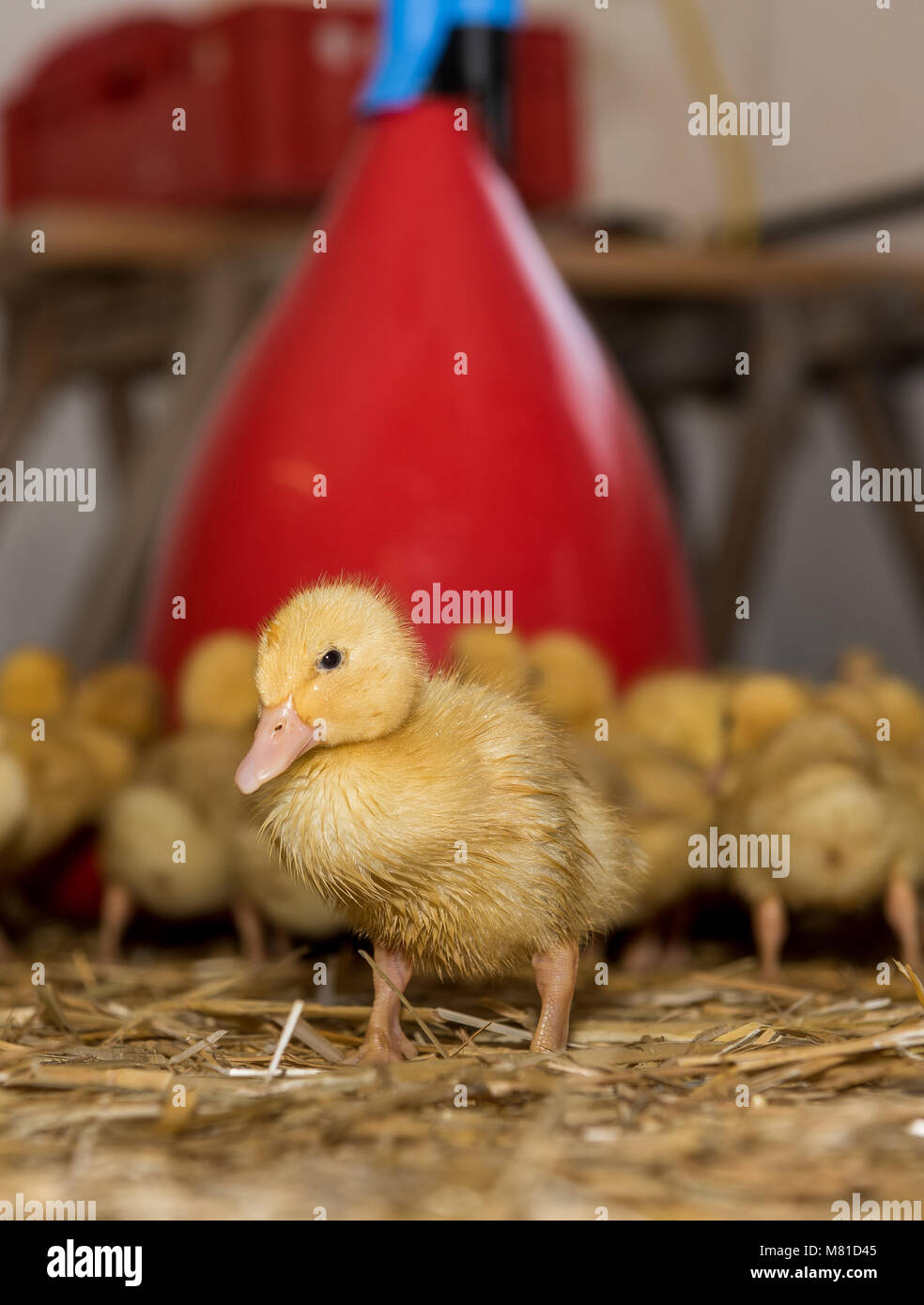 Peking duck chicks 44 Stock Photo - Alamy