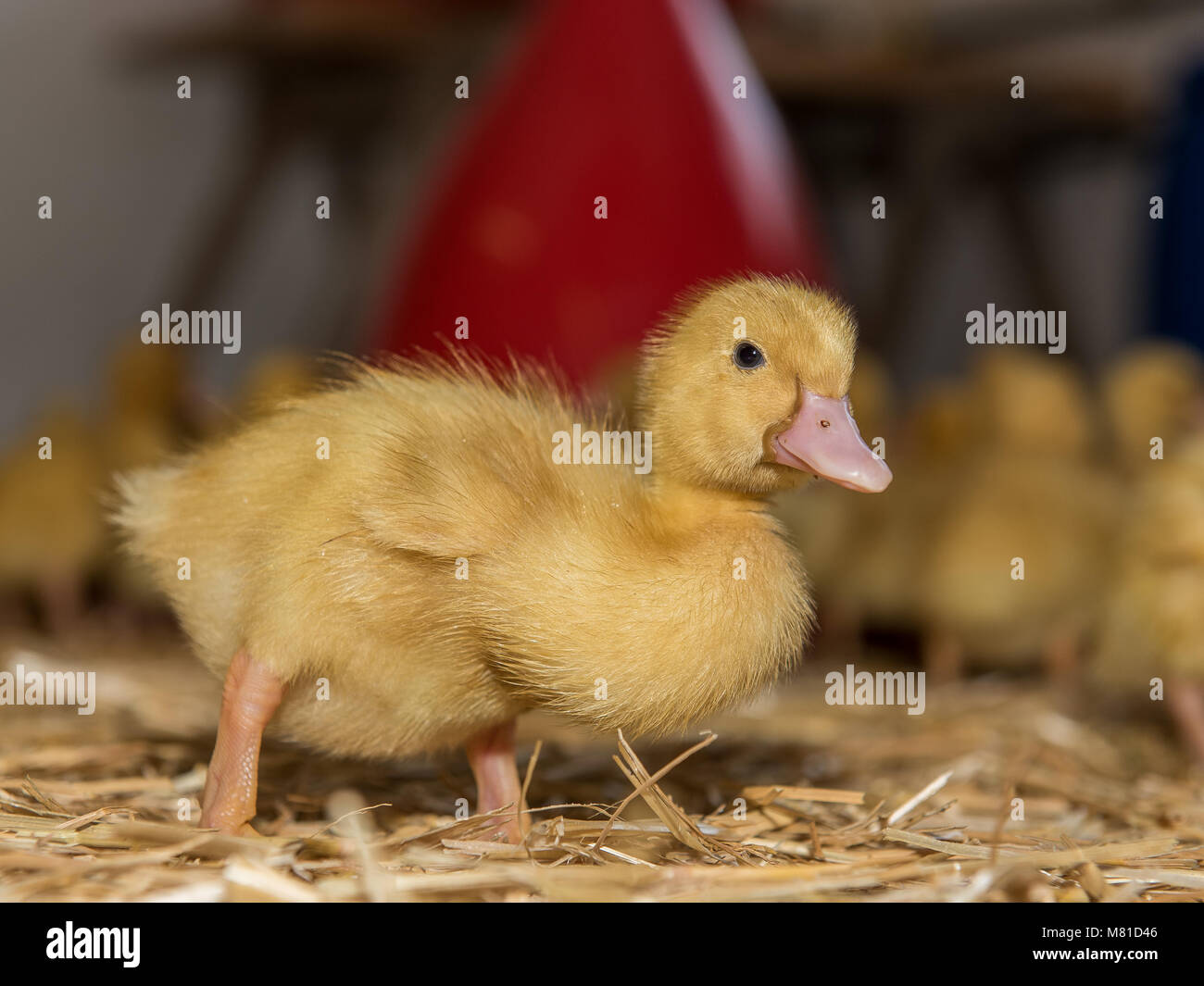 Peking duck chicks 46 Stock Photo - Alamy