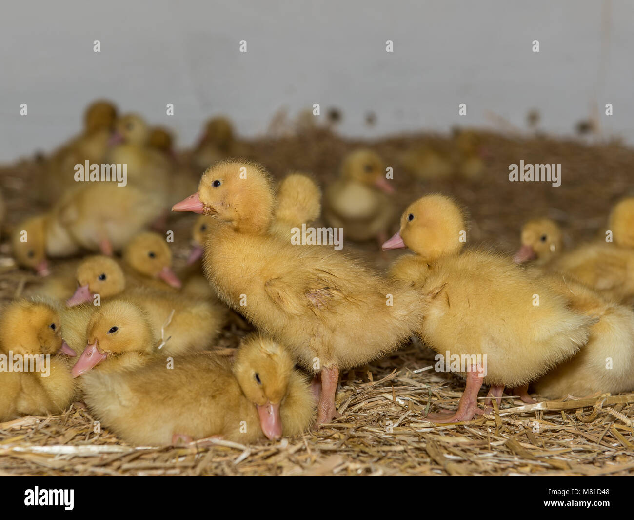 Peking duck chicks 49 Stock Photo - Alamy