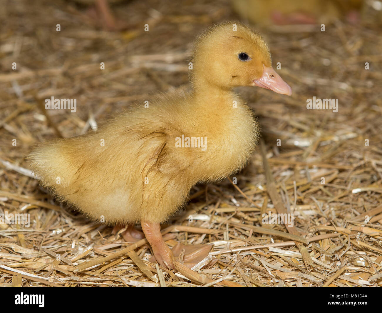 Peking duck chicks 48 Stock Photo - Alamy