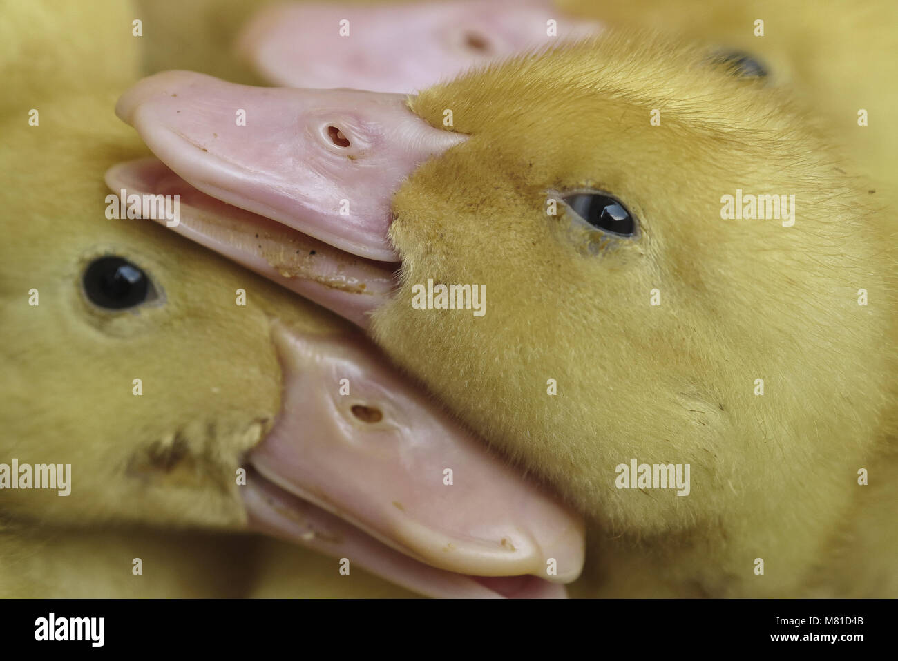 Peking duck chicks 5 Stock Photo - Alamy