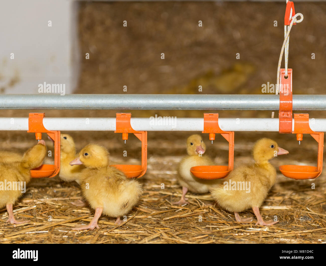 Peking duck chicks 50 Stock Photo - Alamy