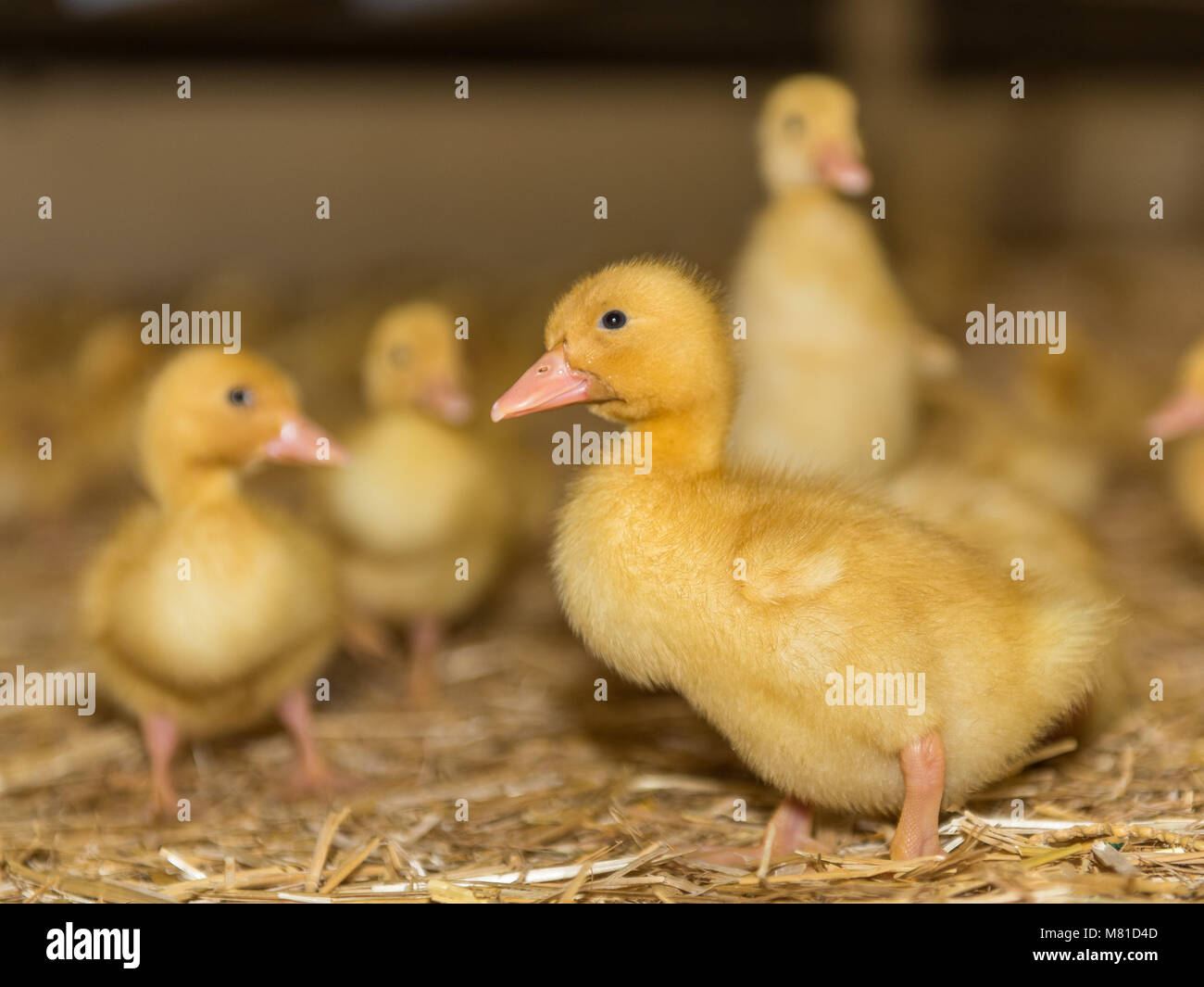 Peking duck chicks 51 Stock Photo - Alamy