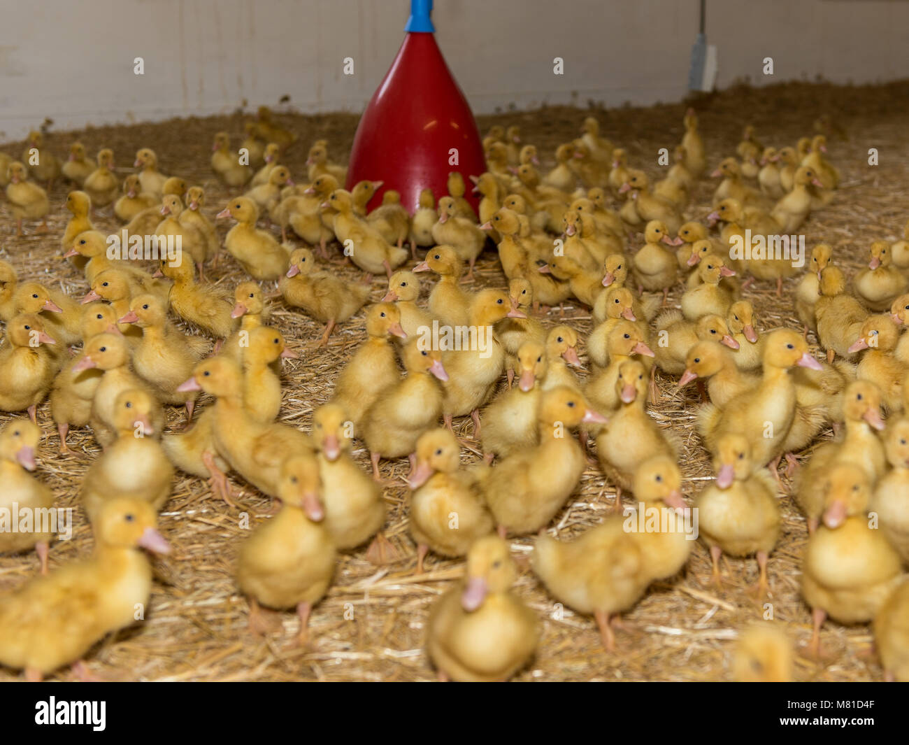 Peking duck chicks 52 Stock Photo - Alamy