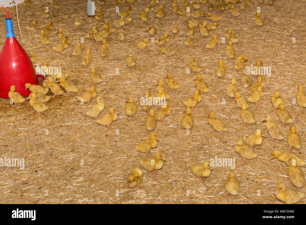 Peking duck chicks 53 Stock Photo - Alamy