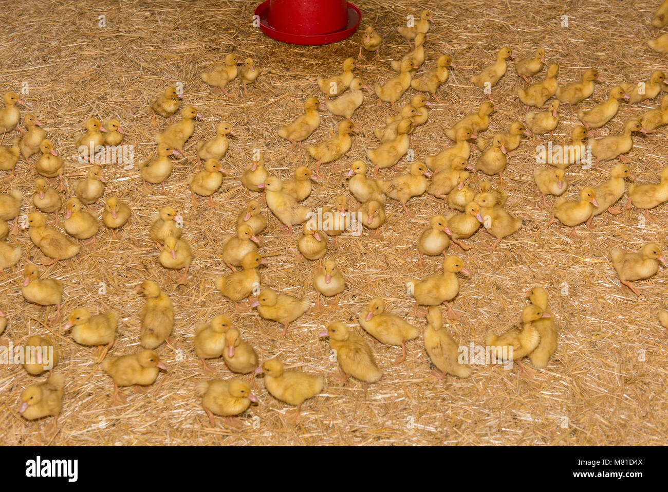 Peking duck chicks 55 Stock Photo - Alamy