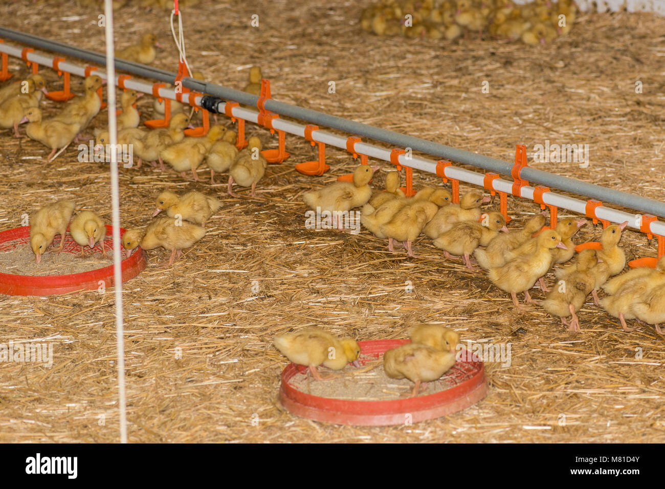 Peking duck chicks 56 Stock Photo - Alamy