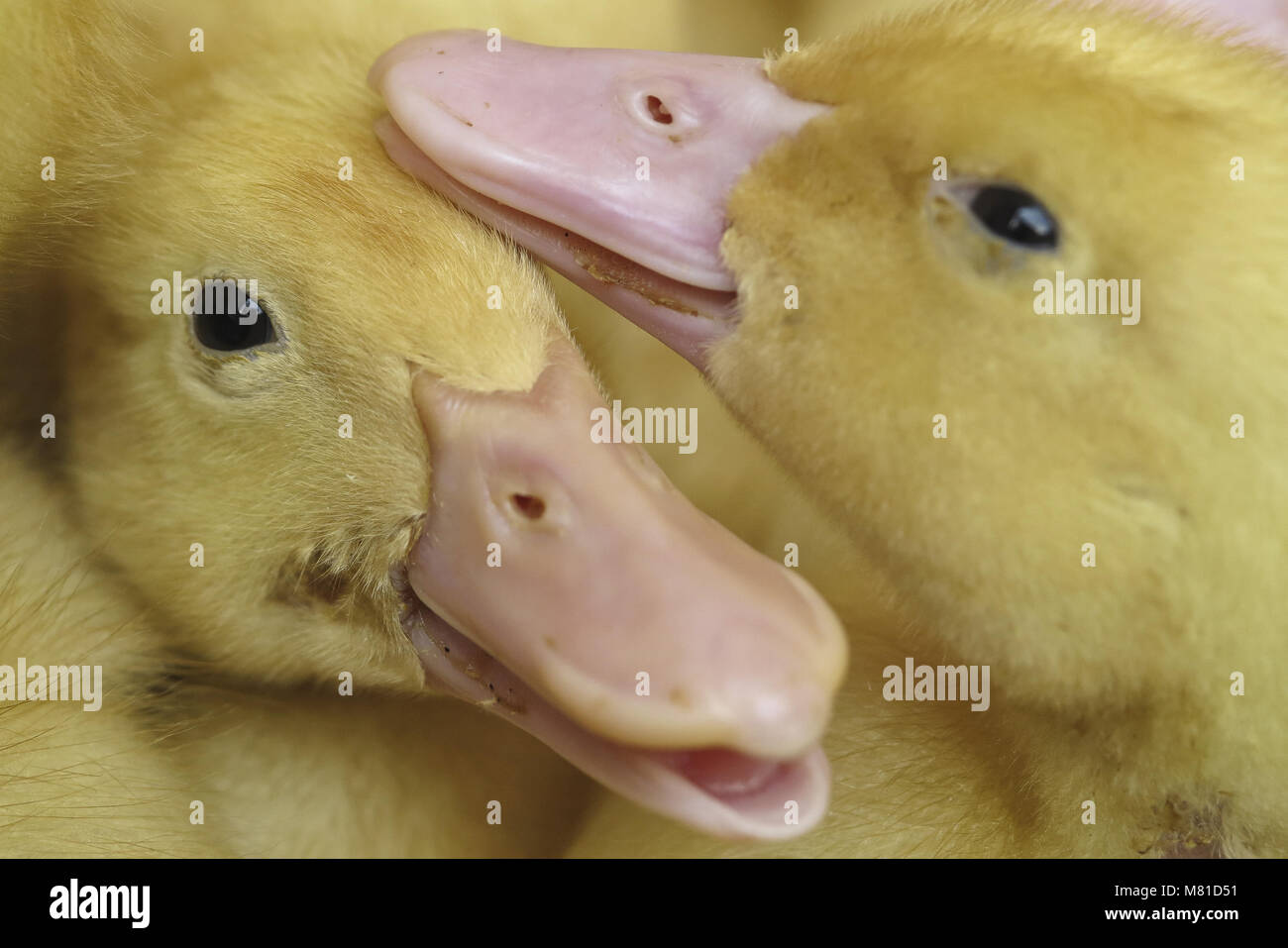Peking duck chicks 6 Stock Photo - Alamy