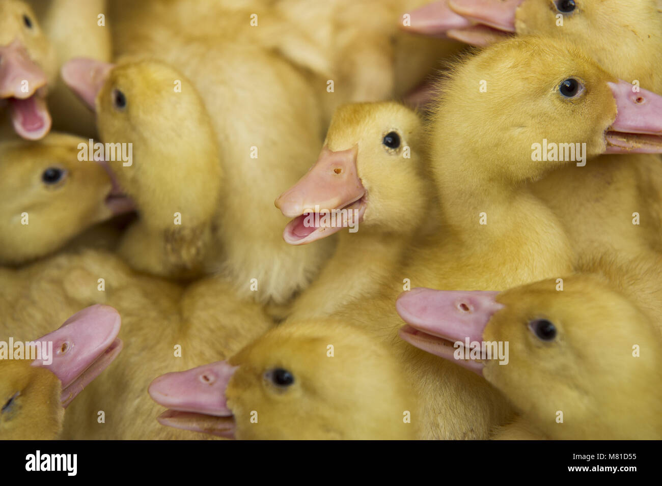 Peking duck chicks 9 Stock Photo - Alamy