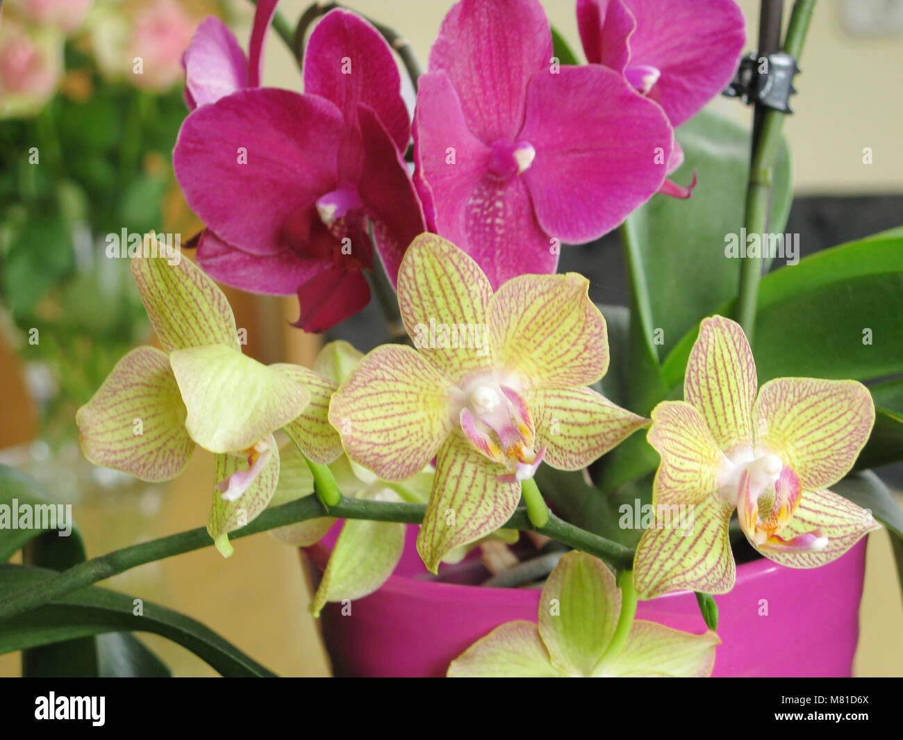Phalaenopsis rosa hi-res stock photography and images - Alamy