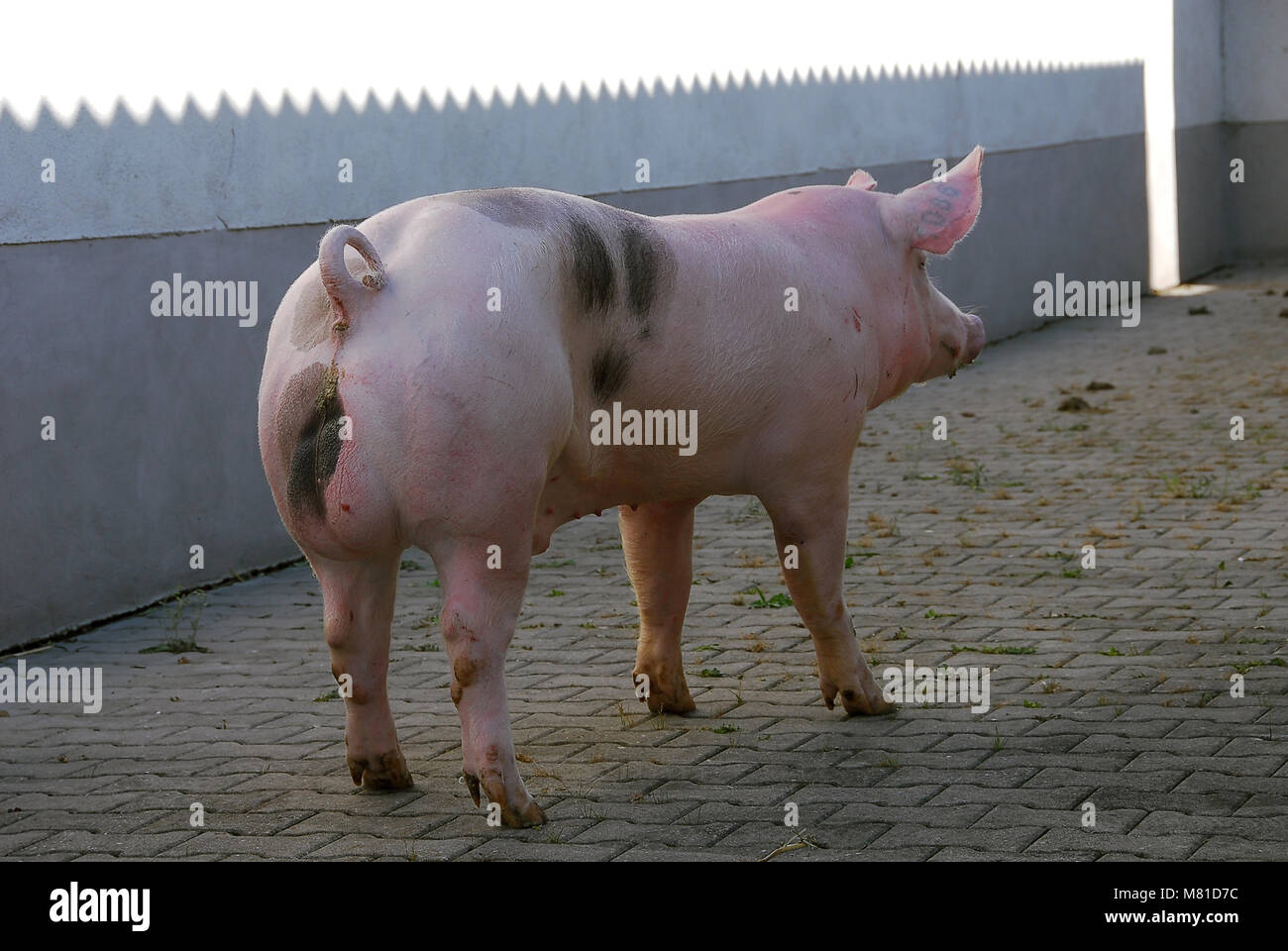 Pietrain boar 1 Stock Photo - Alamy