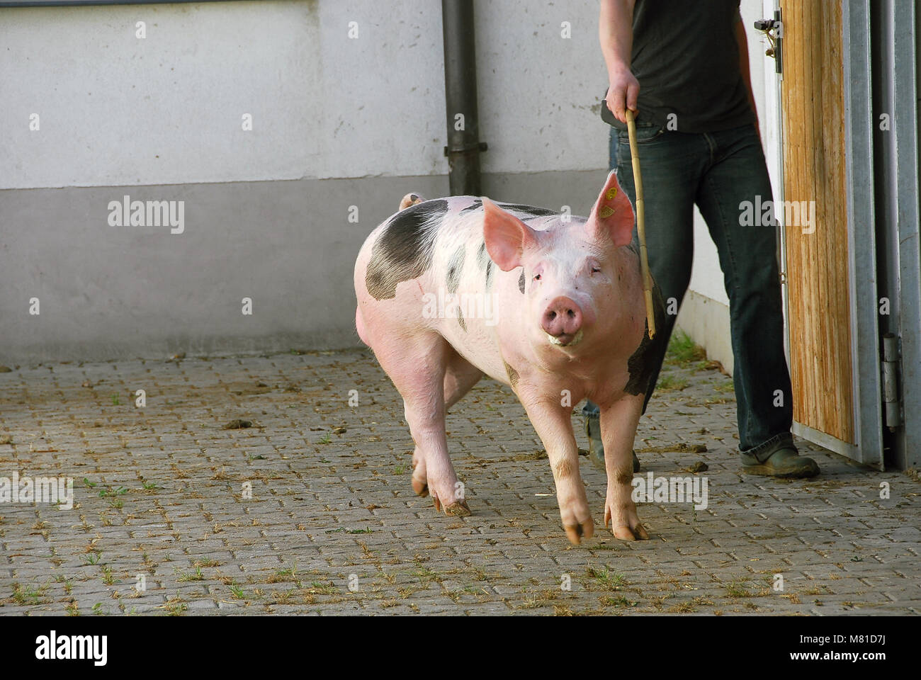 Pietrain boar 21 Stock Photo - Alamy
