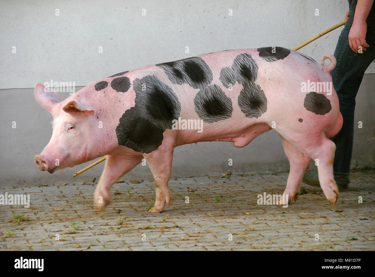 Pietrain hi-res stock photography and images - Alamy