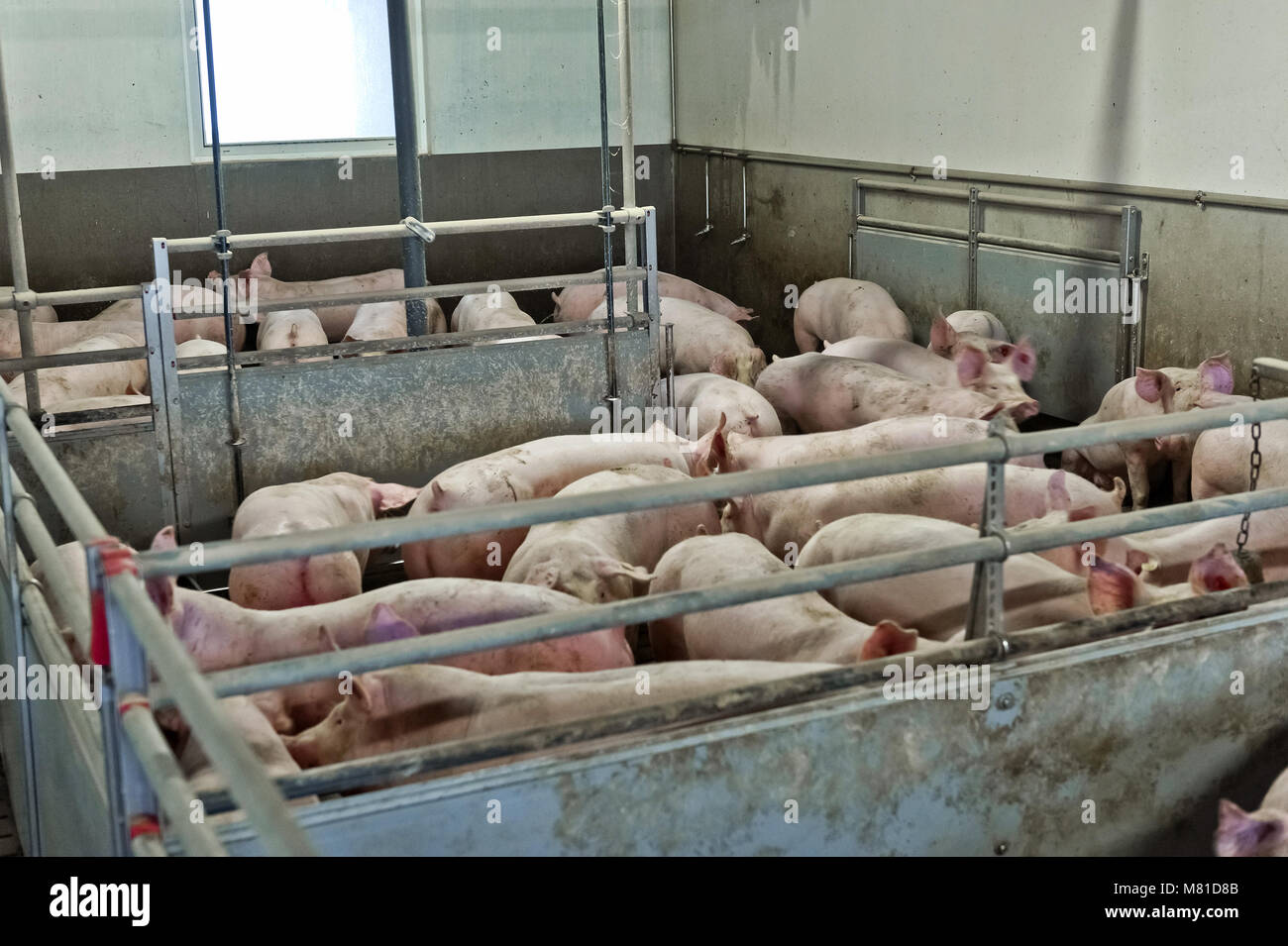 Fattening Pig Feed High Resolution Stock Photography and Images - Alamy