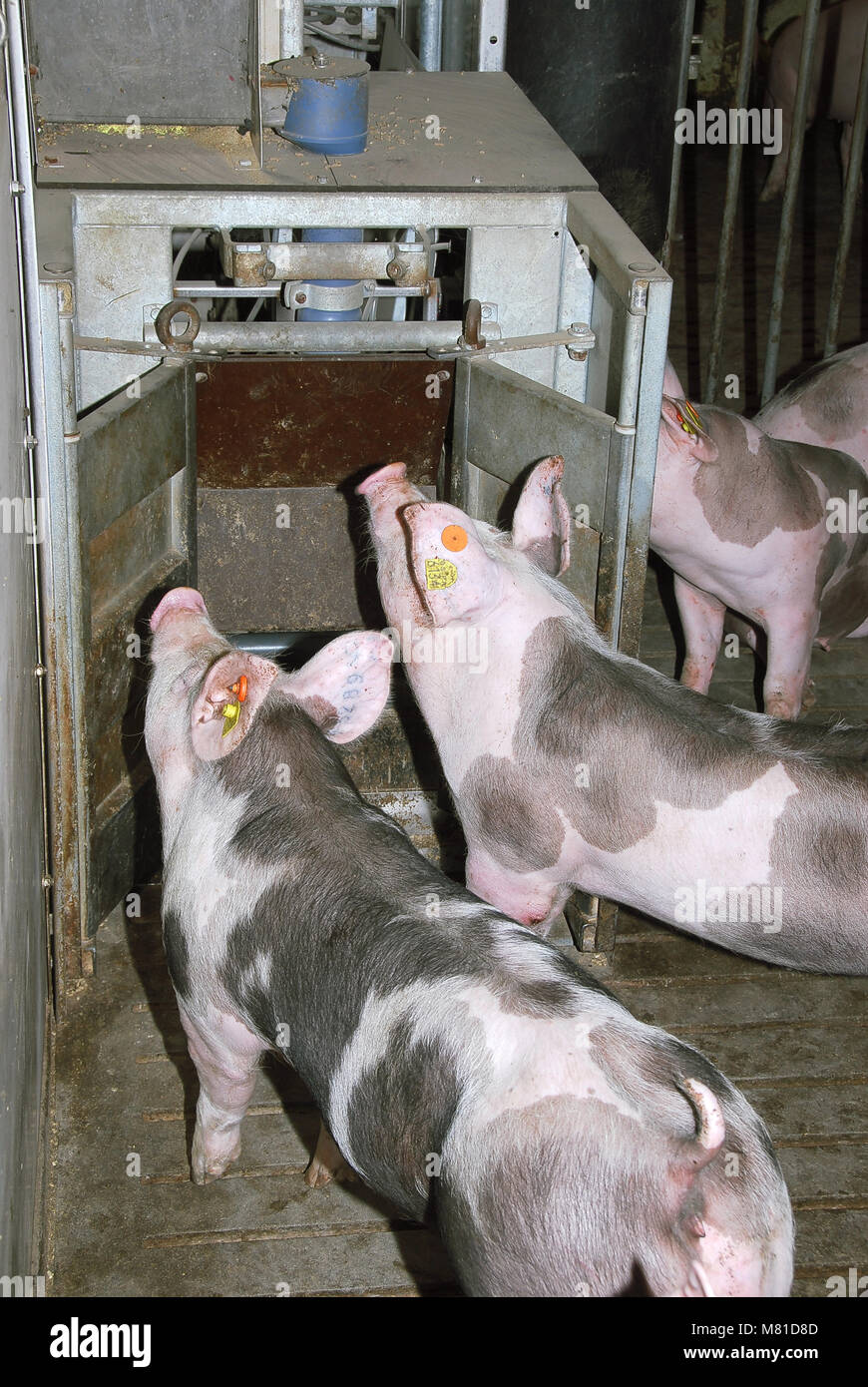Pig fodder station 1 Stock Photo - Alamy