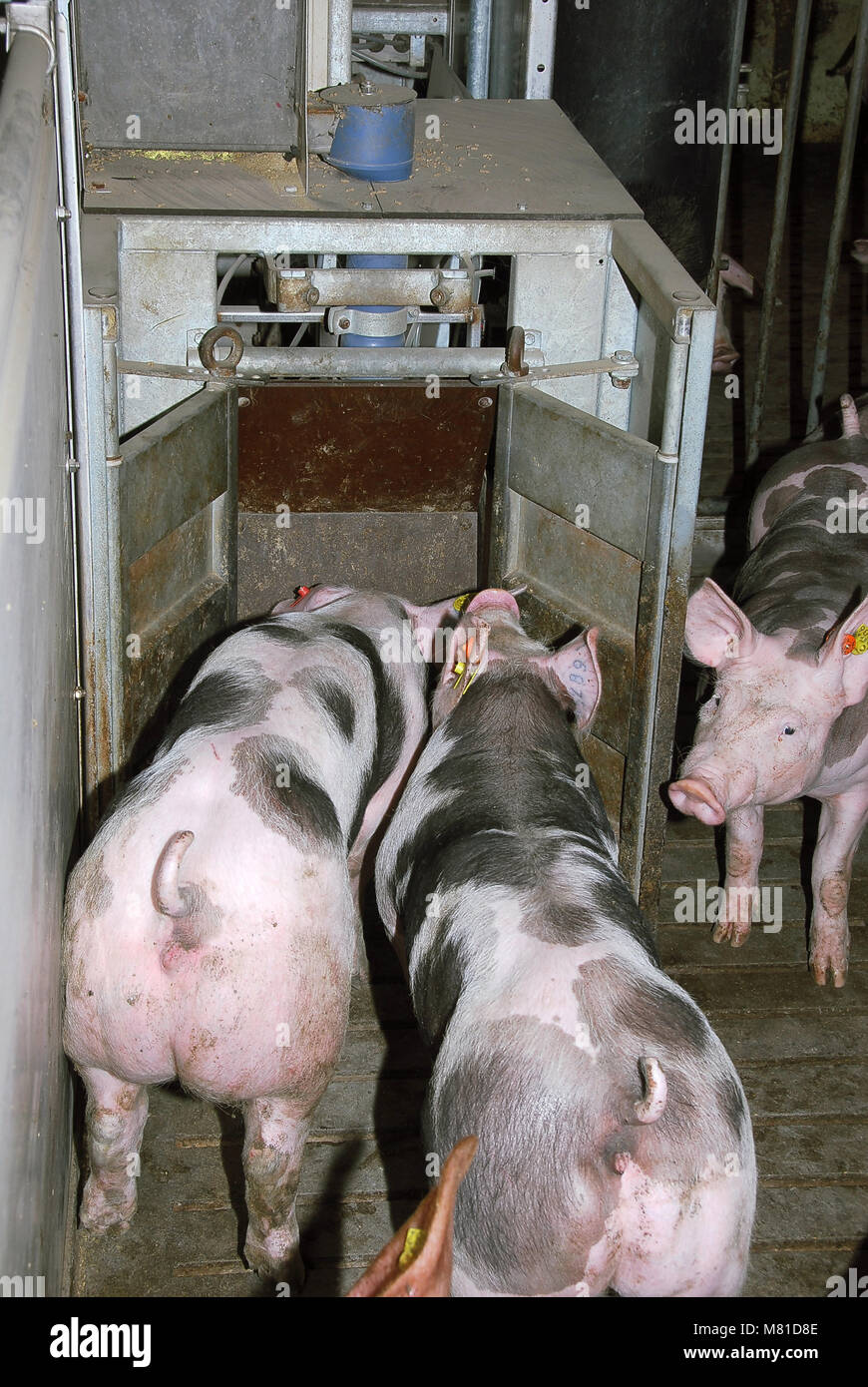 Breeding pig fodder hi-res stock photography and images - Alamy