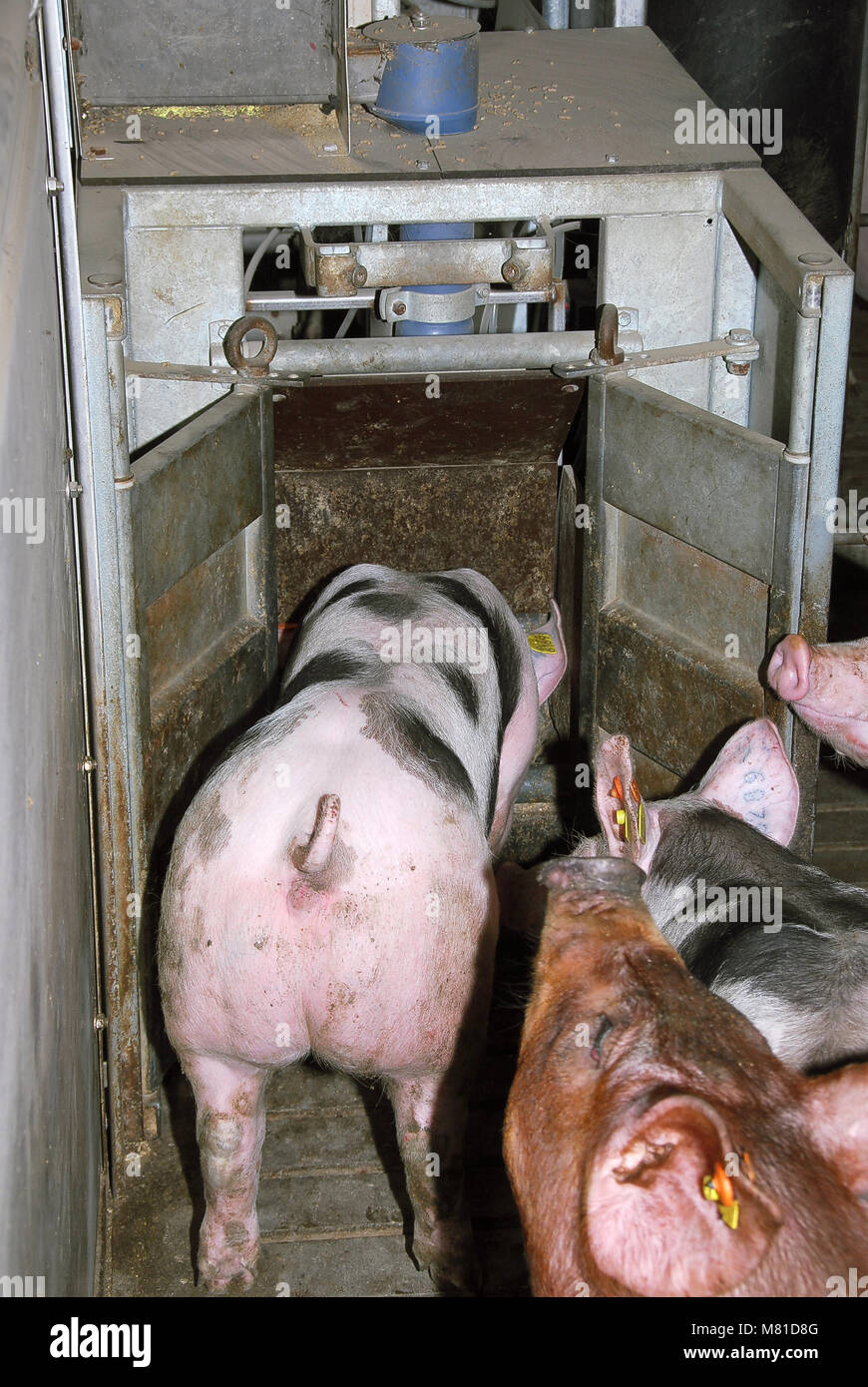 Pig fodder station 3 Stock Photo - Alamy