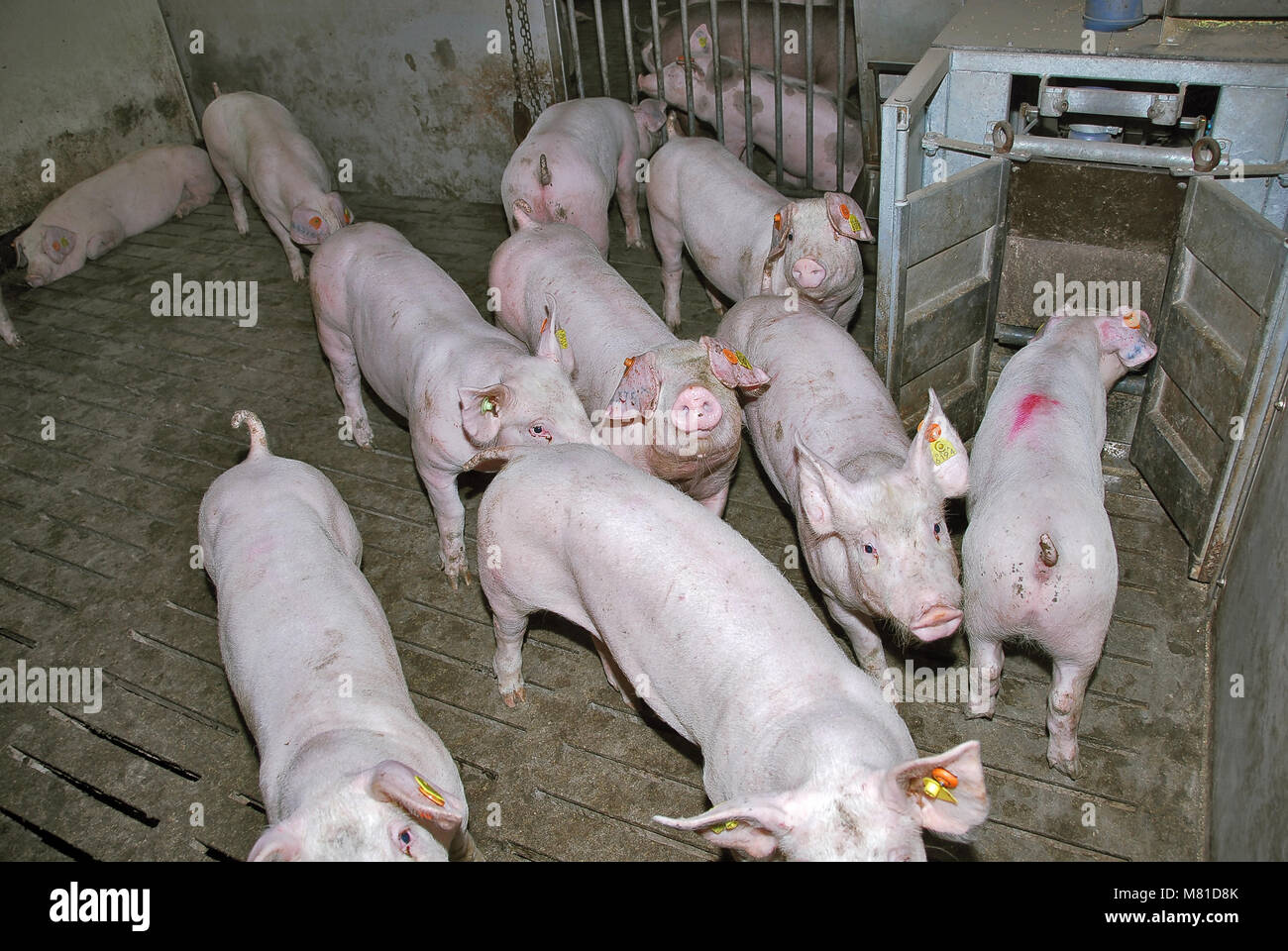 Pig fodder station 4 Stock Photo - Alamy