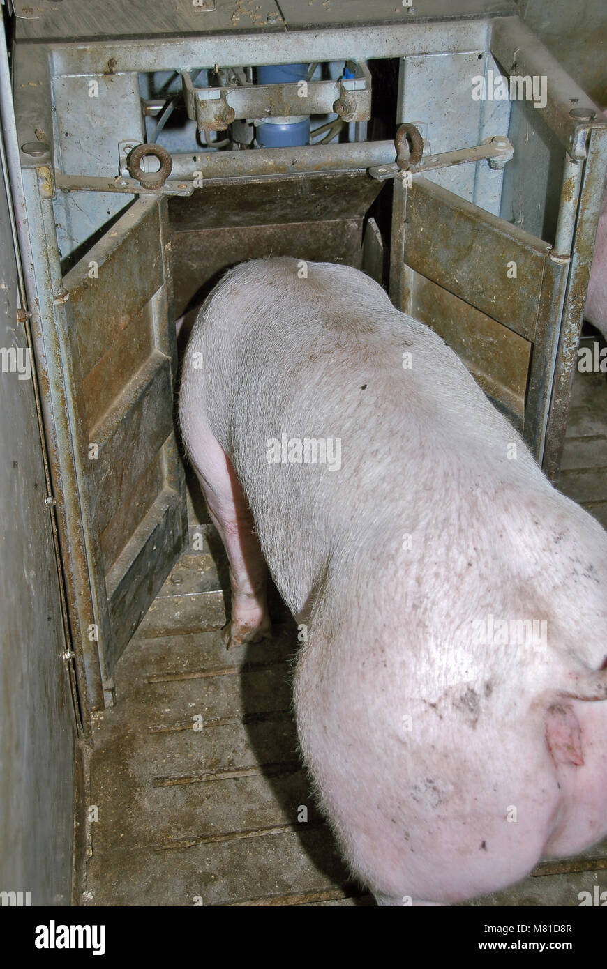 Pig fodder station hi-res stock photography and images - Alamy