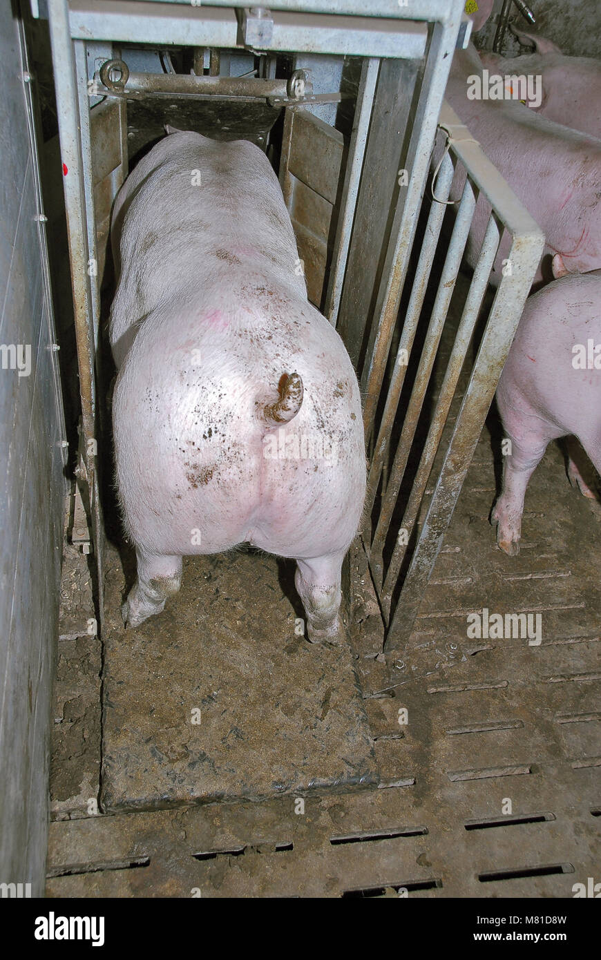 Pig fodder station 8 Stock Photo - Alamy