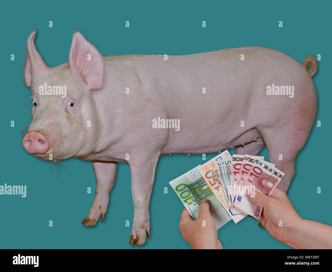 Load pigs hi-res stock photography and images - Alamy