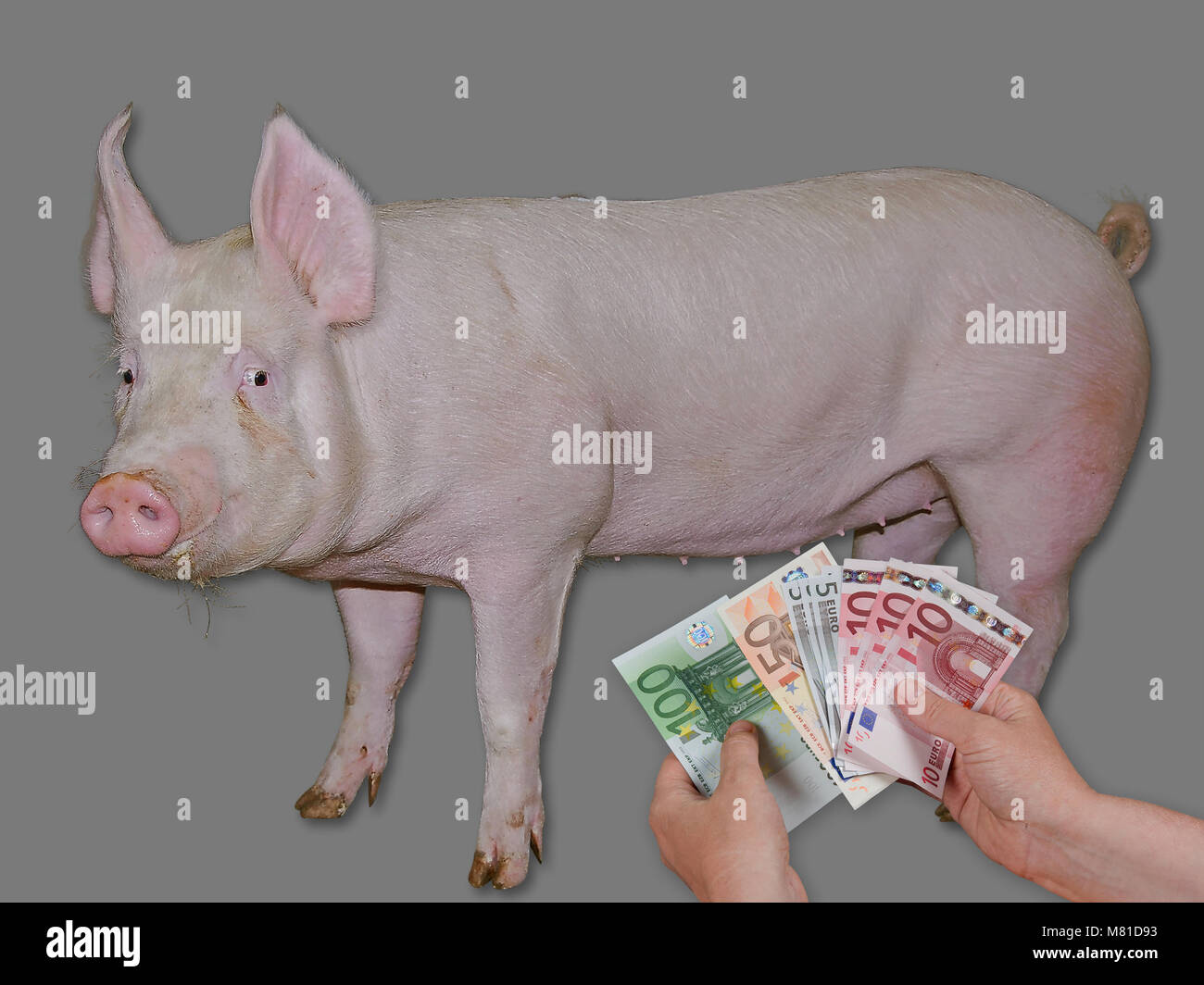 Pig price 3 Stock Photo - Alamy