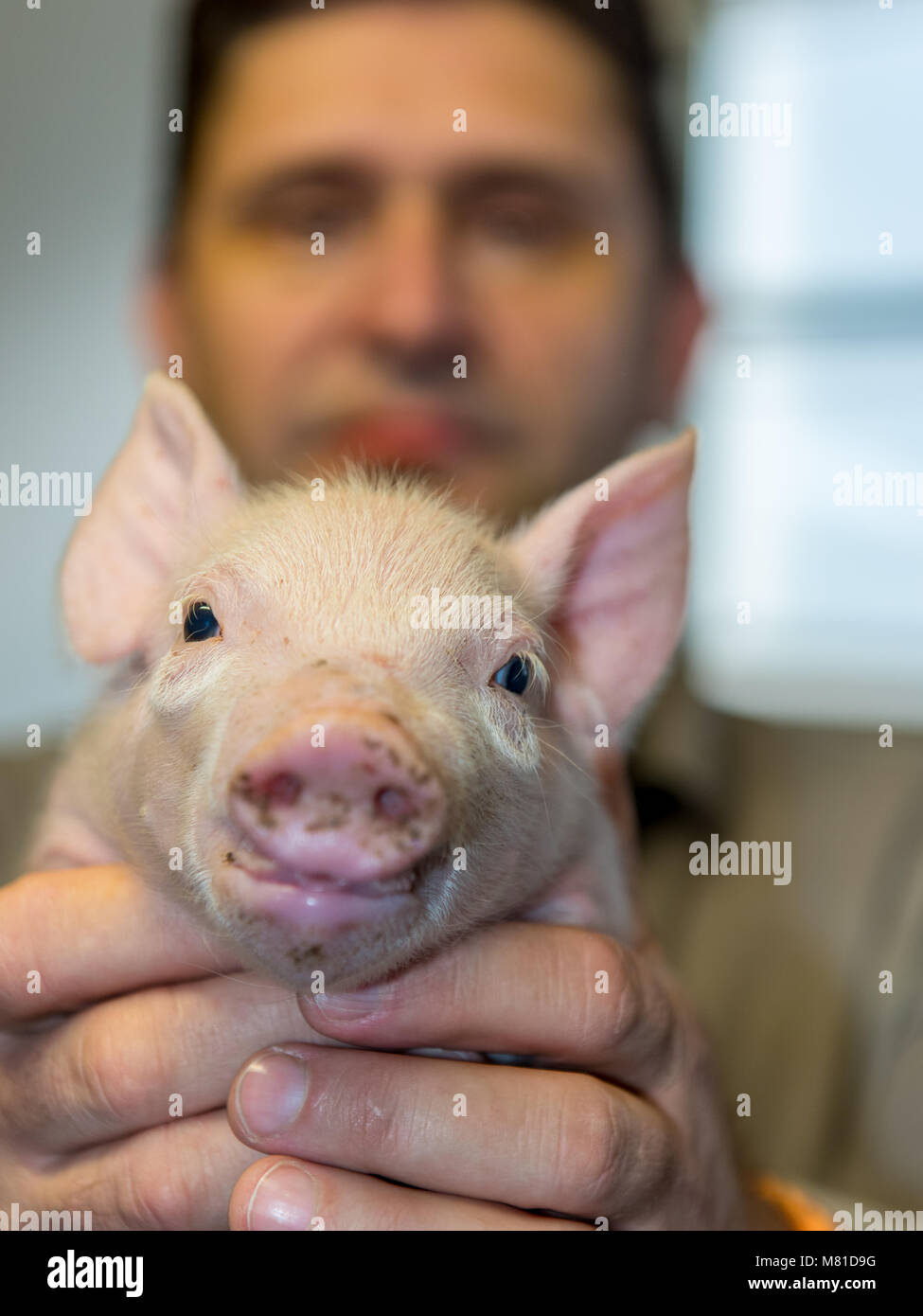 Piglet care 43 Stock Photo - Alamy