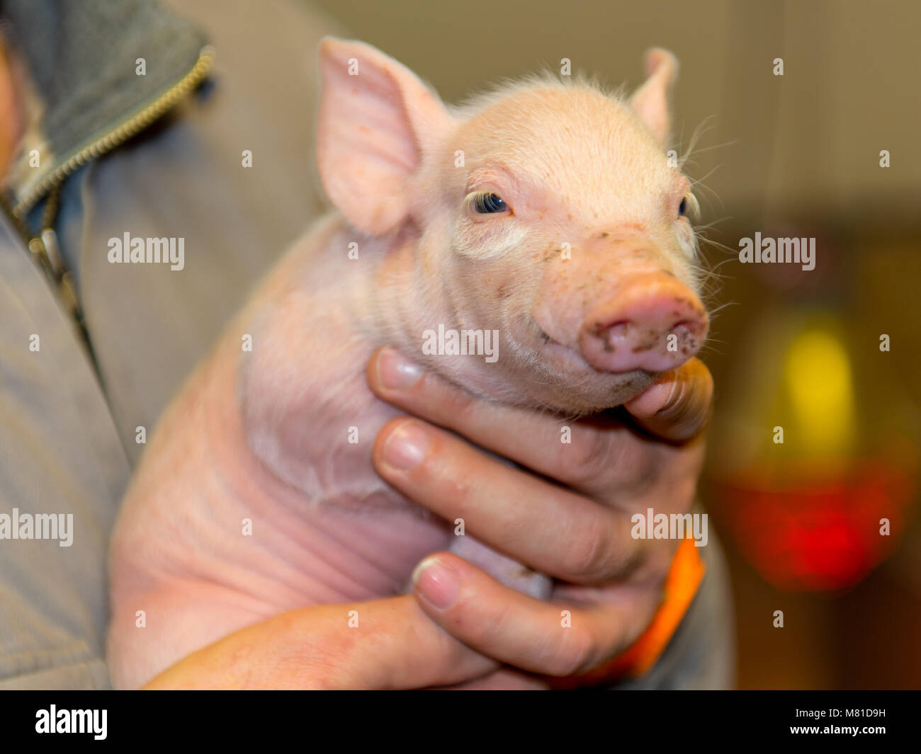 Piglet care 44 Stock Photo - Alamy