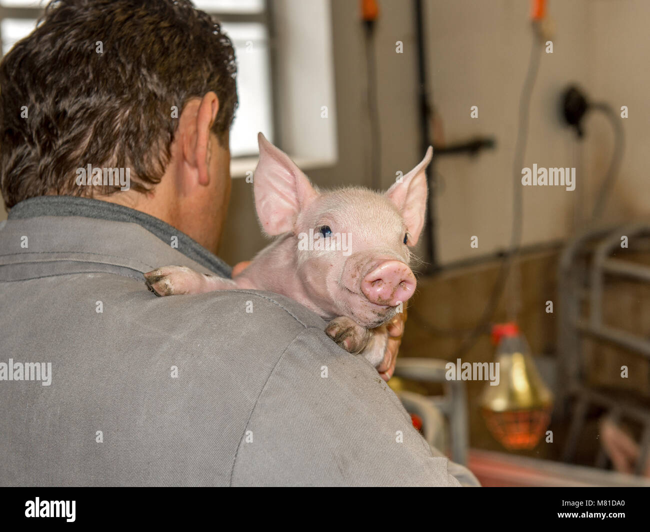 Piglet care 50 Stock Photo - Alamy