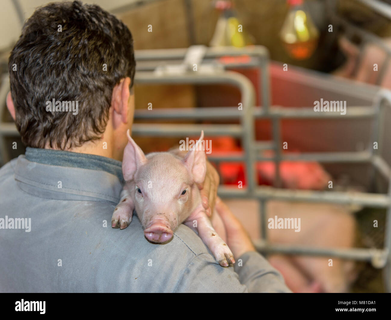 Piglet care 51 Stock Photo - Alamy